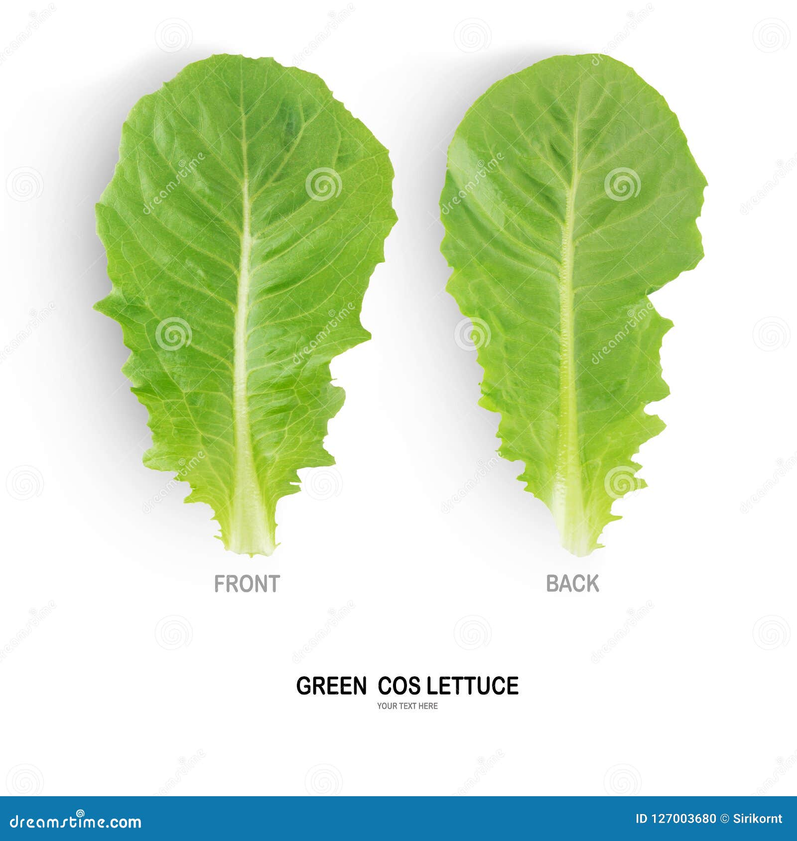 GREEN COS Salad Isolated on White Background. Stock Photo - Image of ...