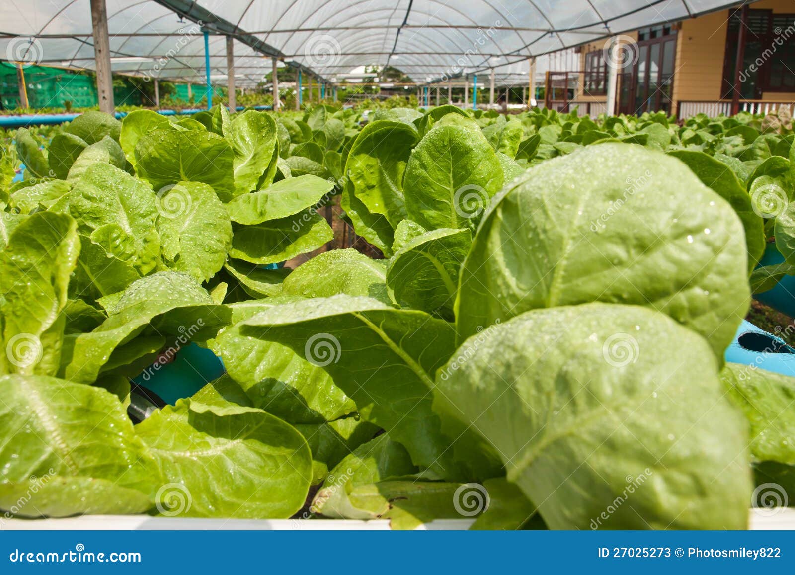 Green Cos vegetable stock image. Image of sunlight, farm - 27025273