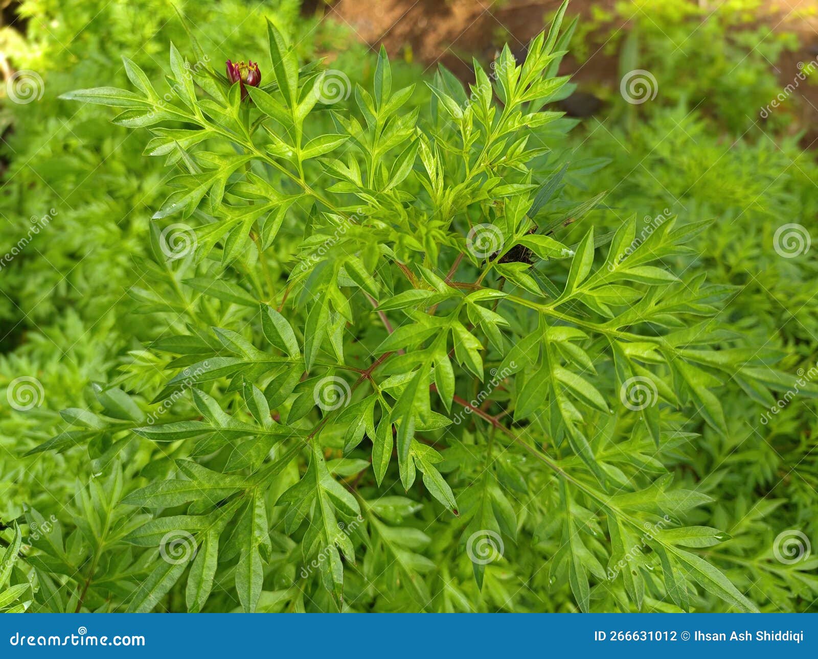 Green Cosmos Plant stock photo. Image of evergreen, grass - 266631012