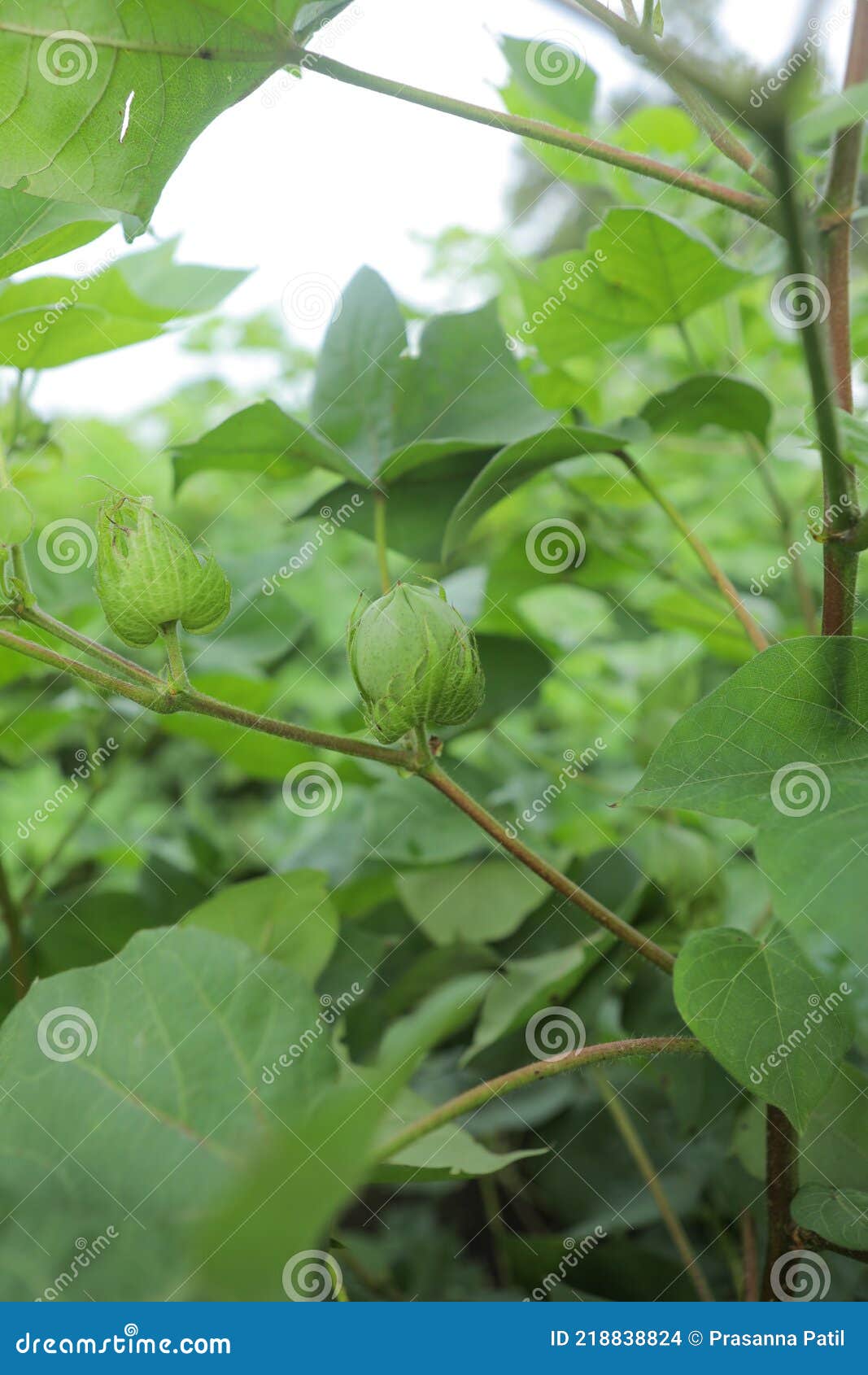 Green Cotton Fruit on Cotton Plant at Field Stock Photo - Image of farm ...