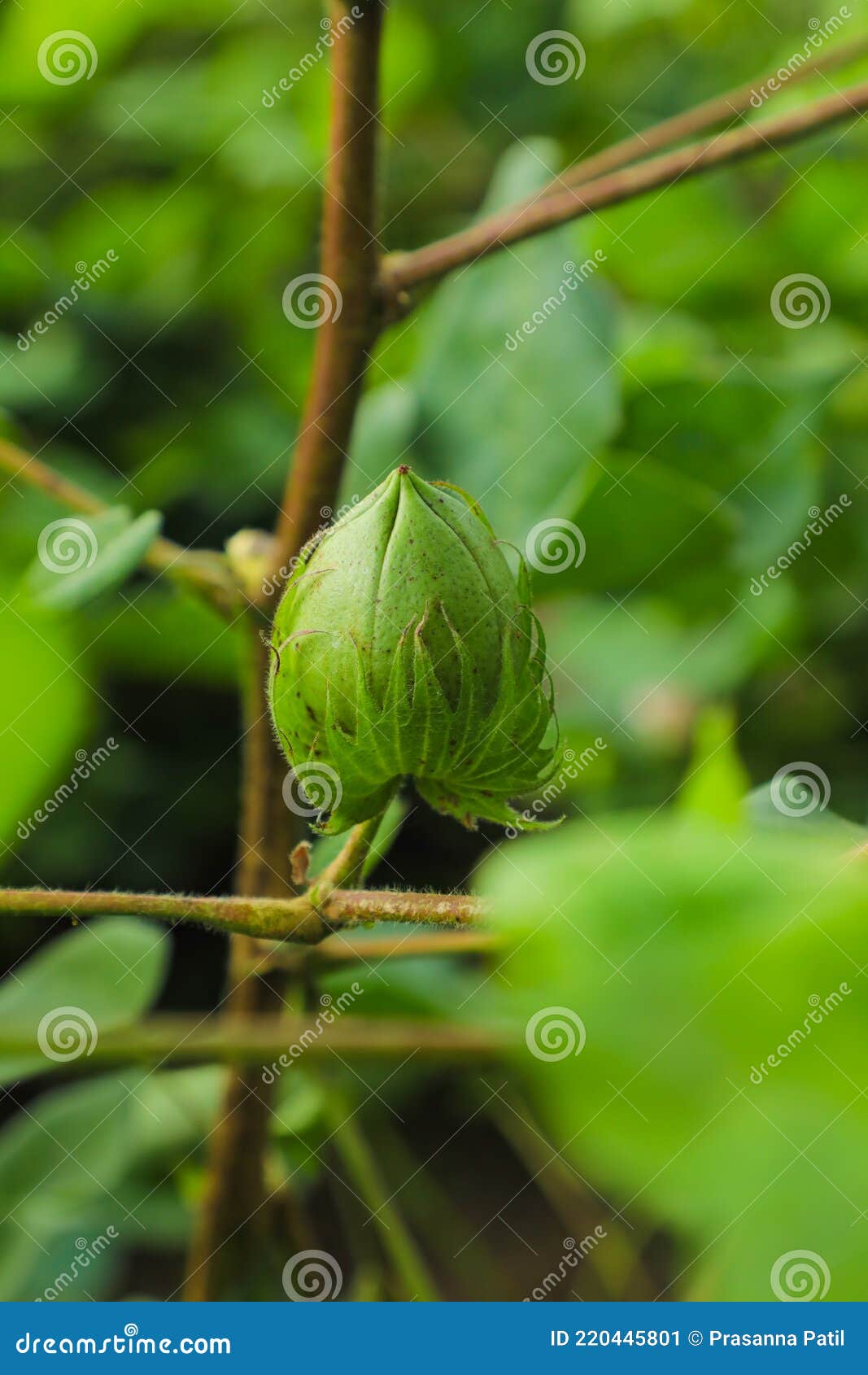 Green Cotton Fruit on Cotton Plant at Field Stock Image - Image of ...