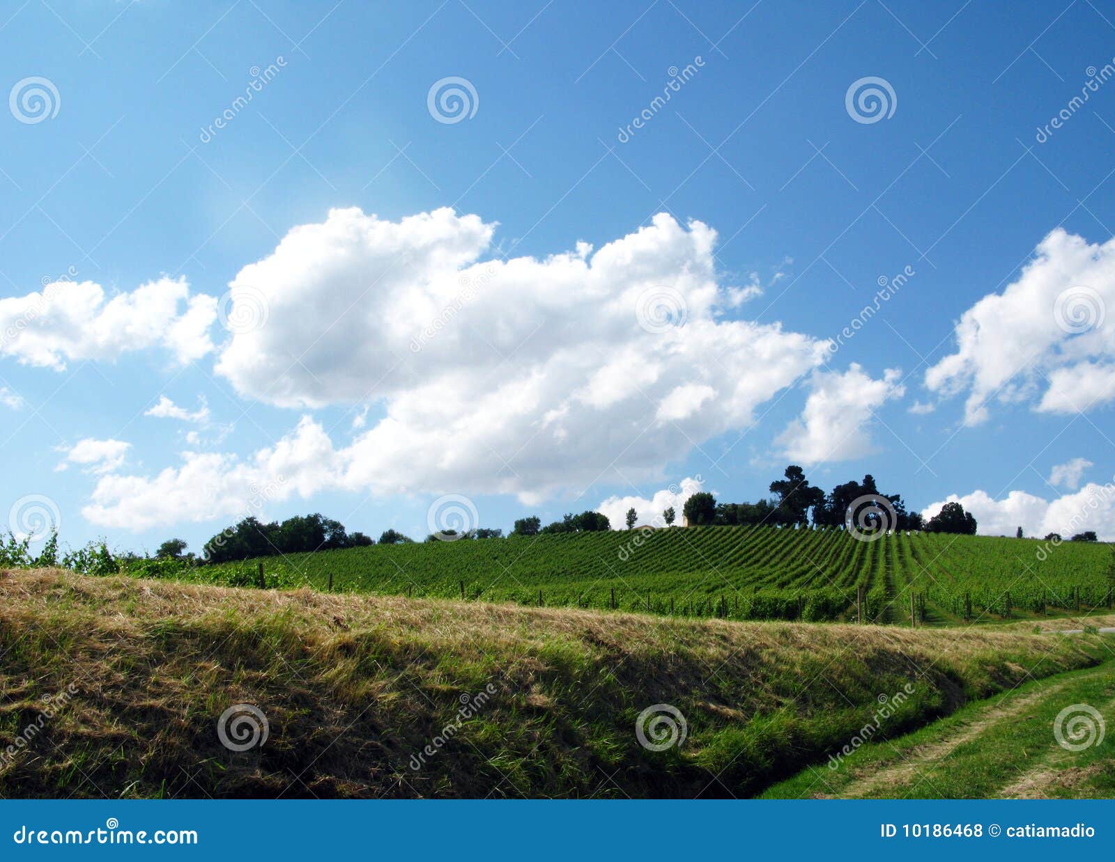 Green country stock photo. Image of vine, landscape, spring - 10186468