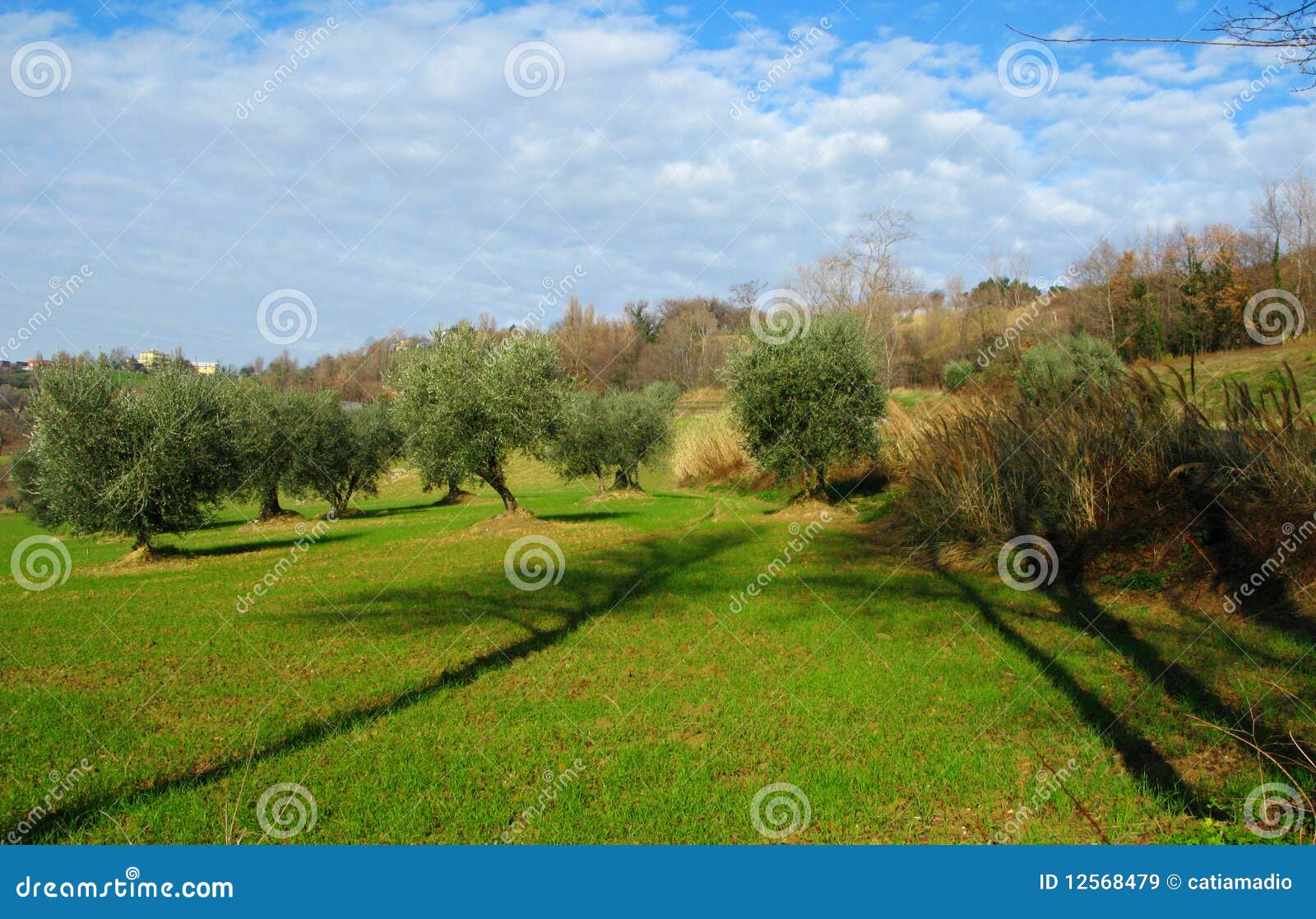 Green country stock image. Image of summer, cloud, country - 12568479