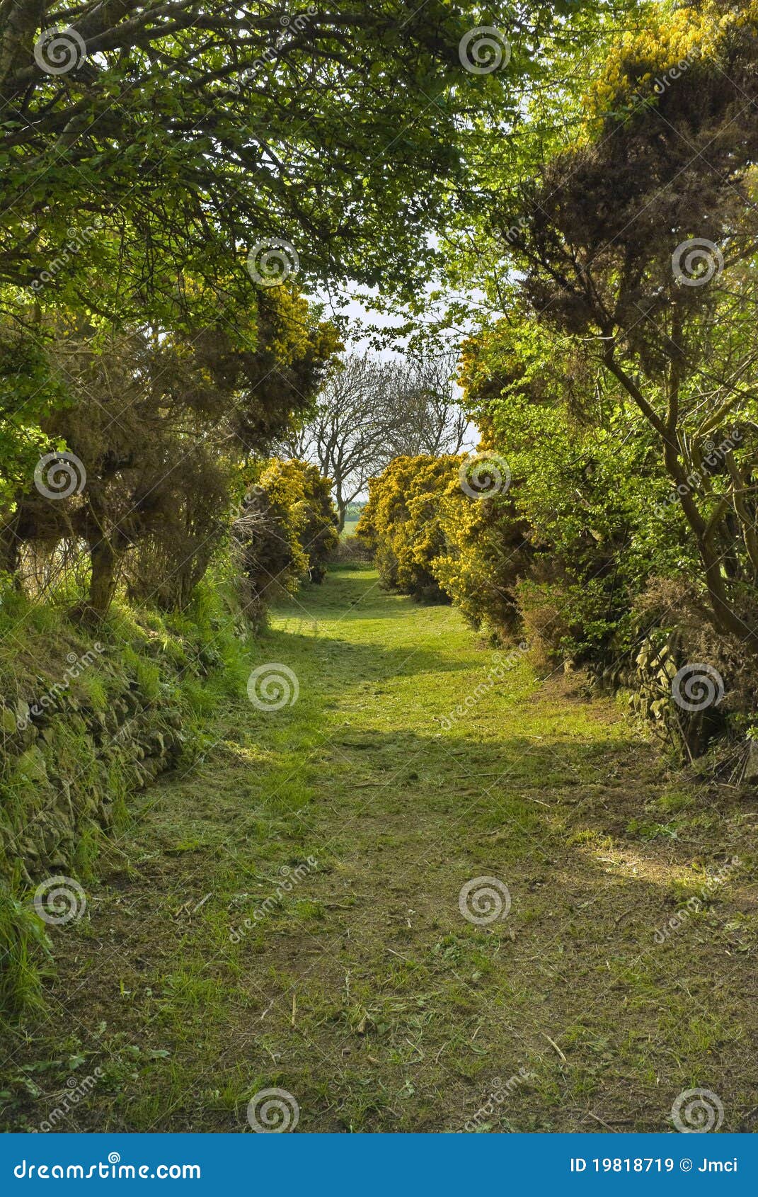 Green Country Lane stock image. Image of covered, field - 19818719