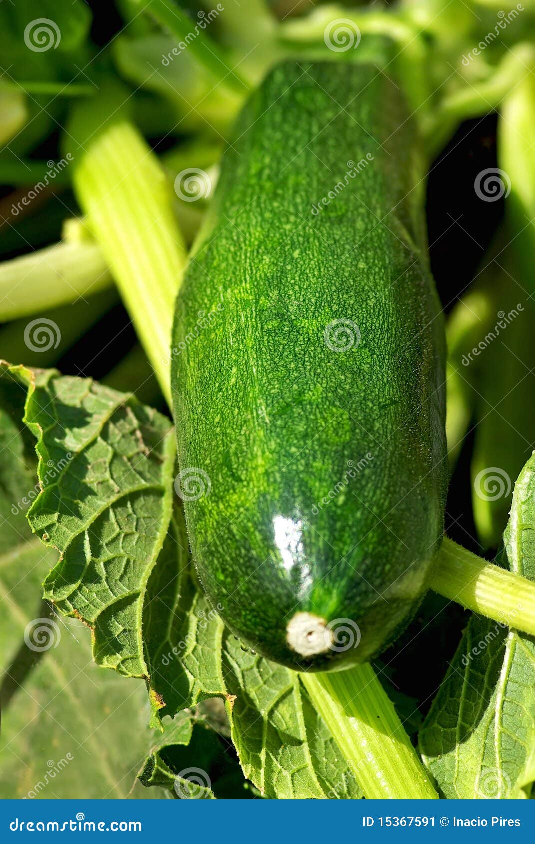 Green courgette. stock image. Image of organic, delicious - 15367591