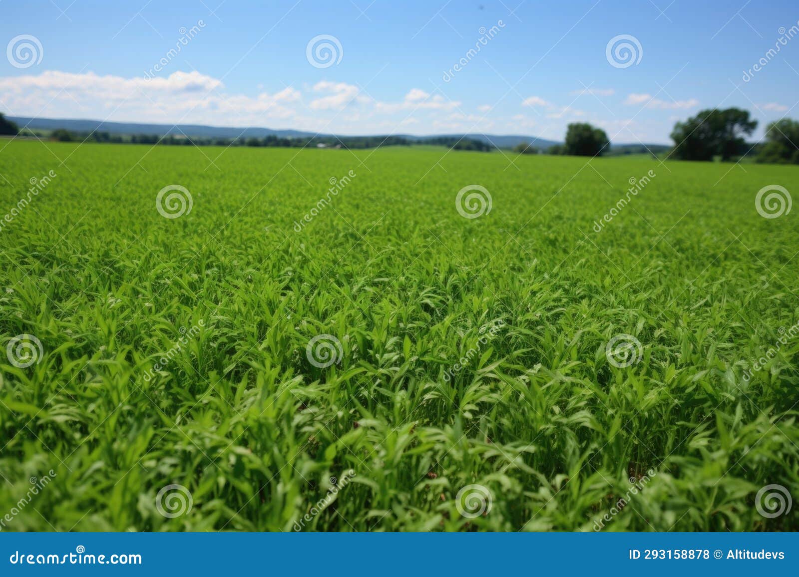 Cover Crops Cultivation Or Growing Advantages For Soil Health Outline ...