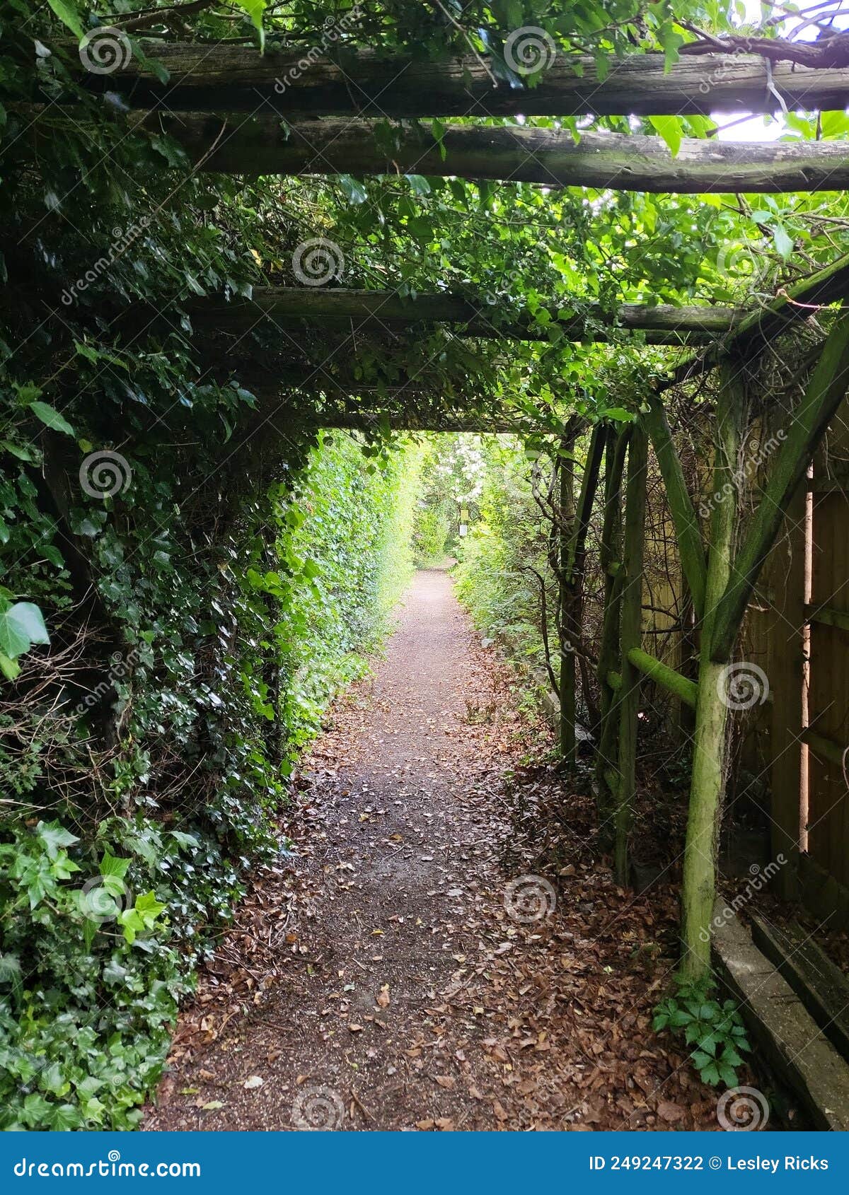 The Green Covered Pathway stock photo. Image of wood - 249247322