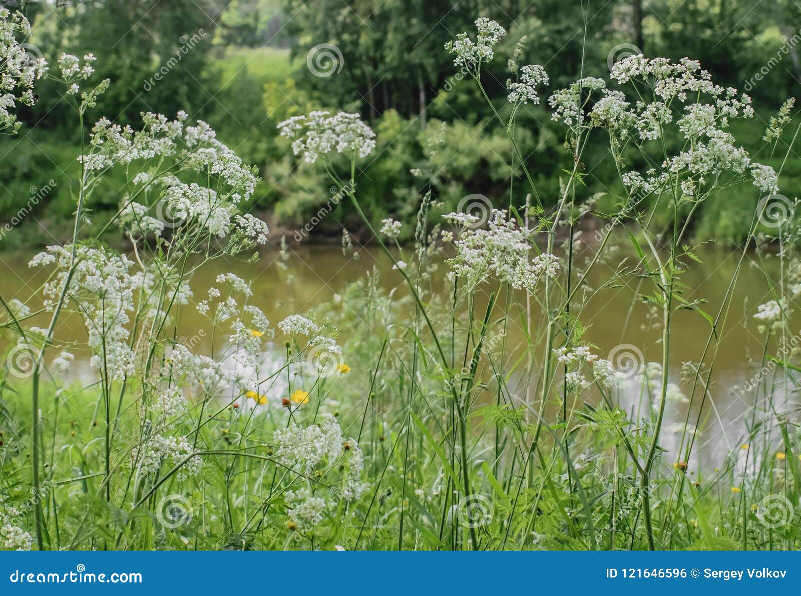 Grassy banks of the river stock photo. Image of summer - 121646596