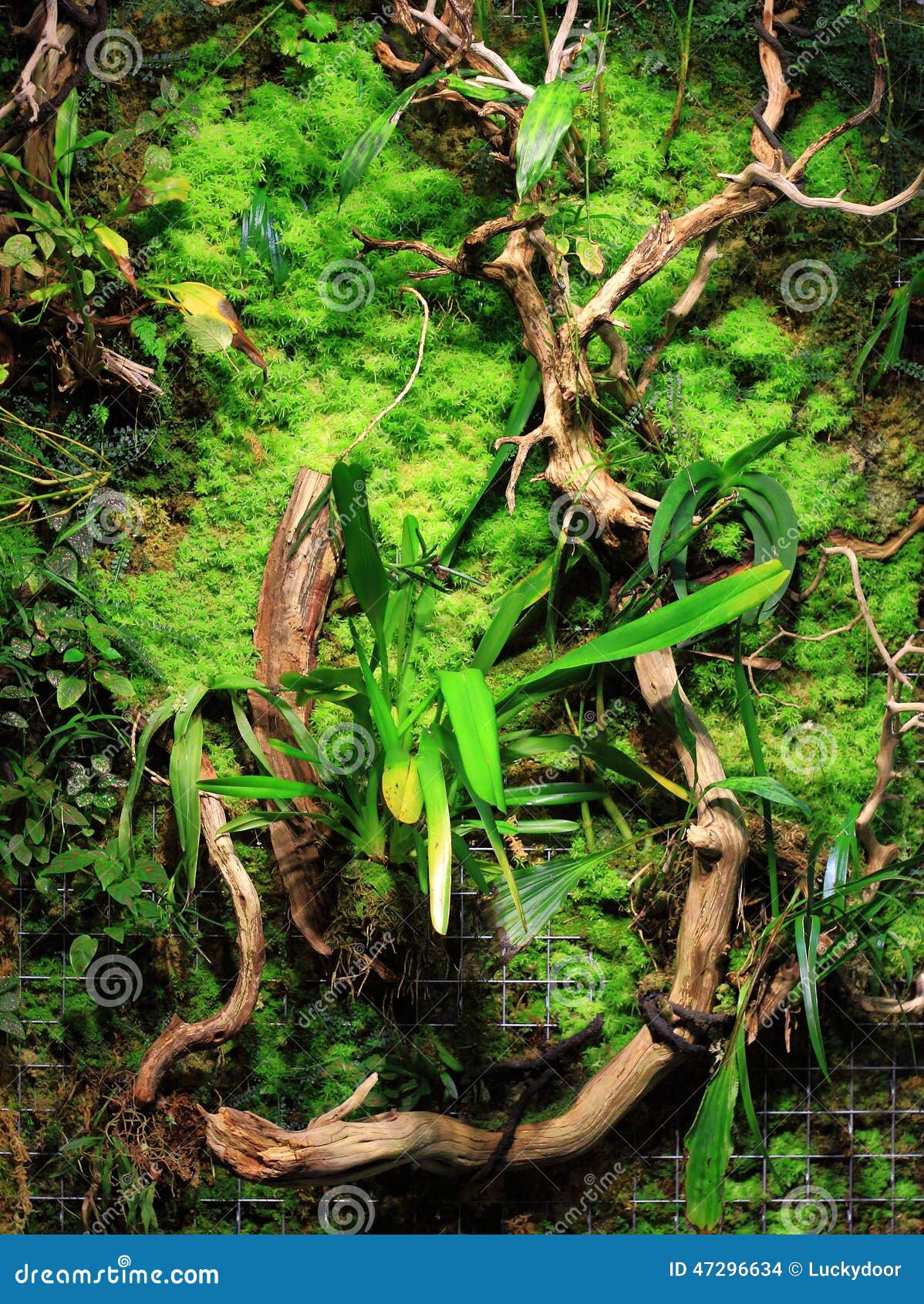 Green Coversage stock photo. Image of green, tropical - 47296634