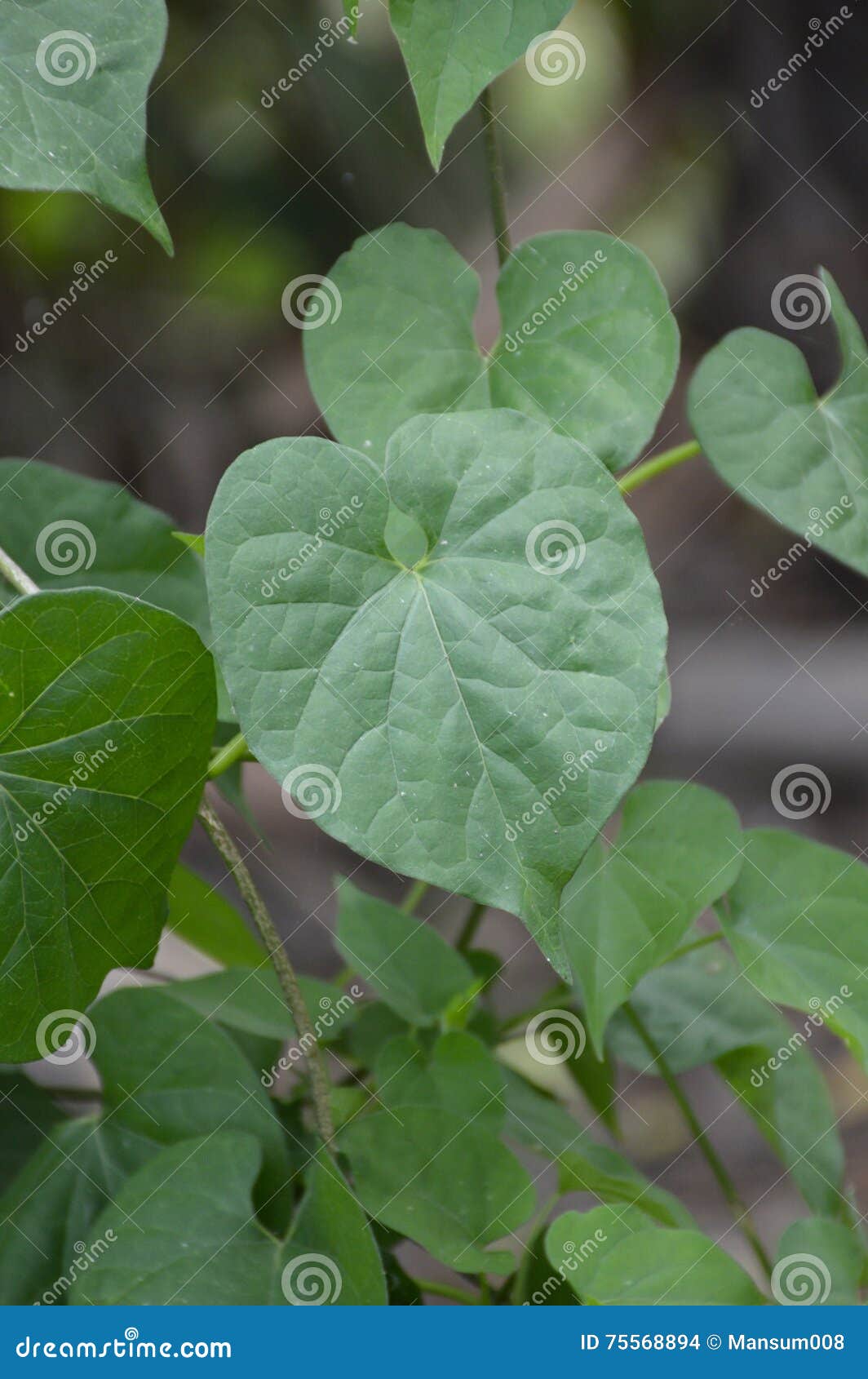 Green Cowslip Creeper Plants in Nature Garden Stock Photo - Image of ...