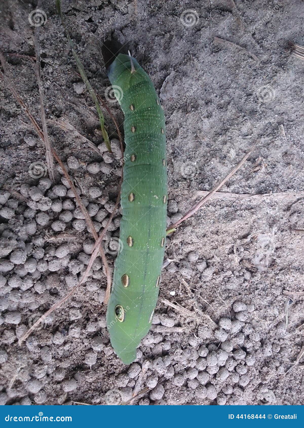 Green Crawling Insect! stock photo. Image of farmhouse - 44168444