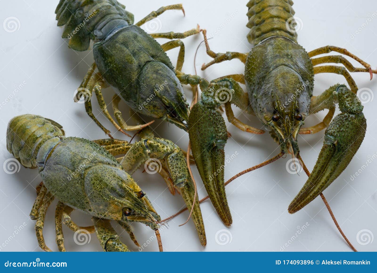 Green Crayfish. Caught from the River Stock Photo - Image of green ...