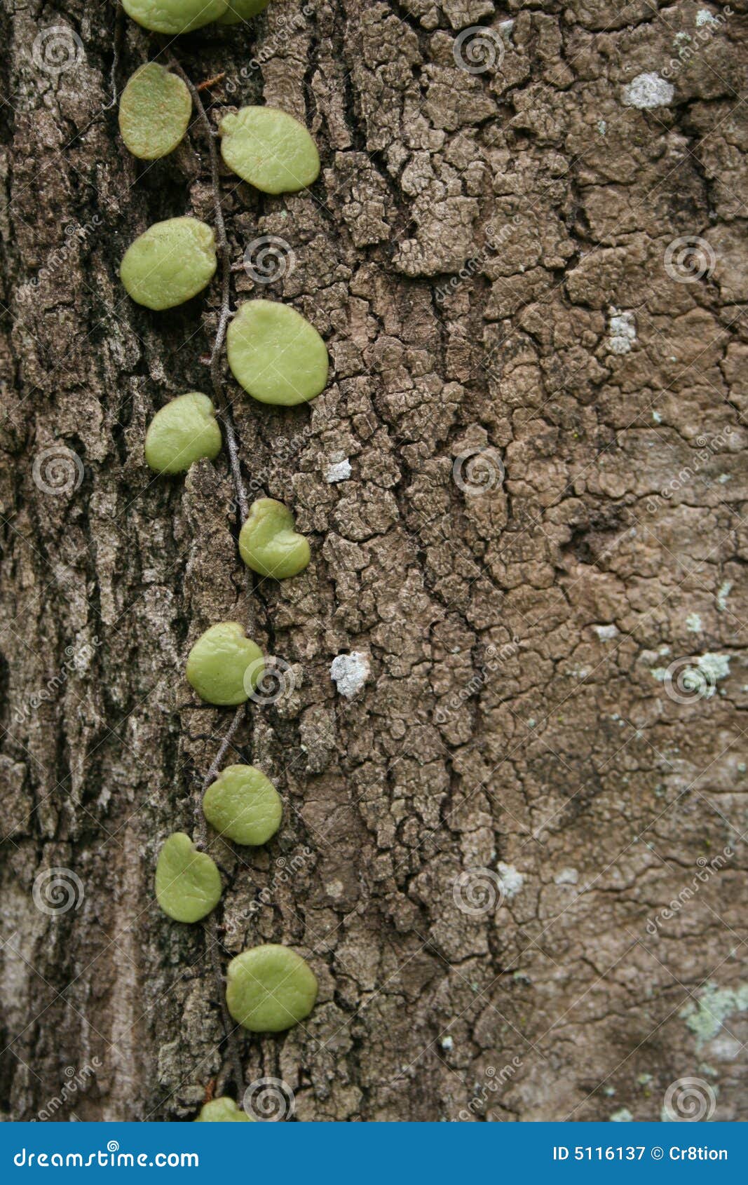 Green creeper stock image. Image of spotty, spot, trunk - 5116137
