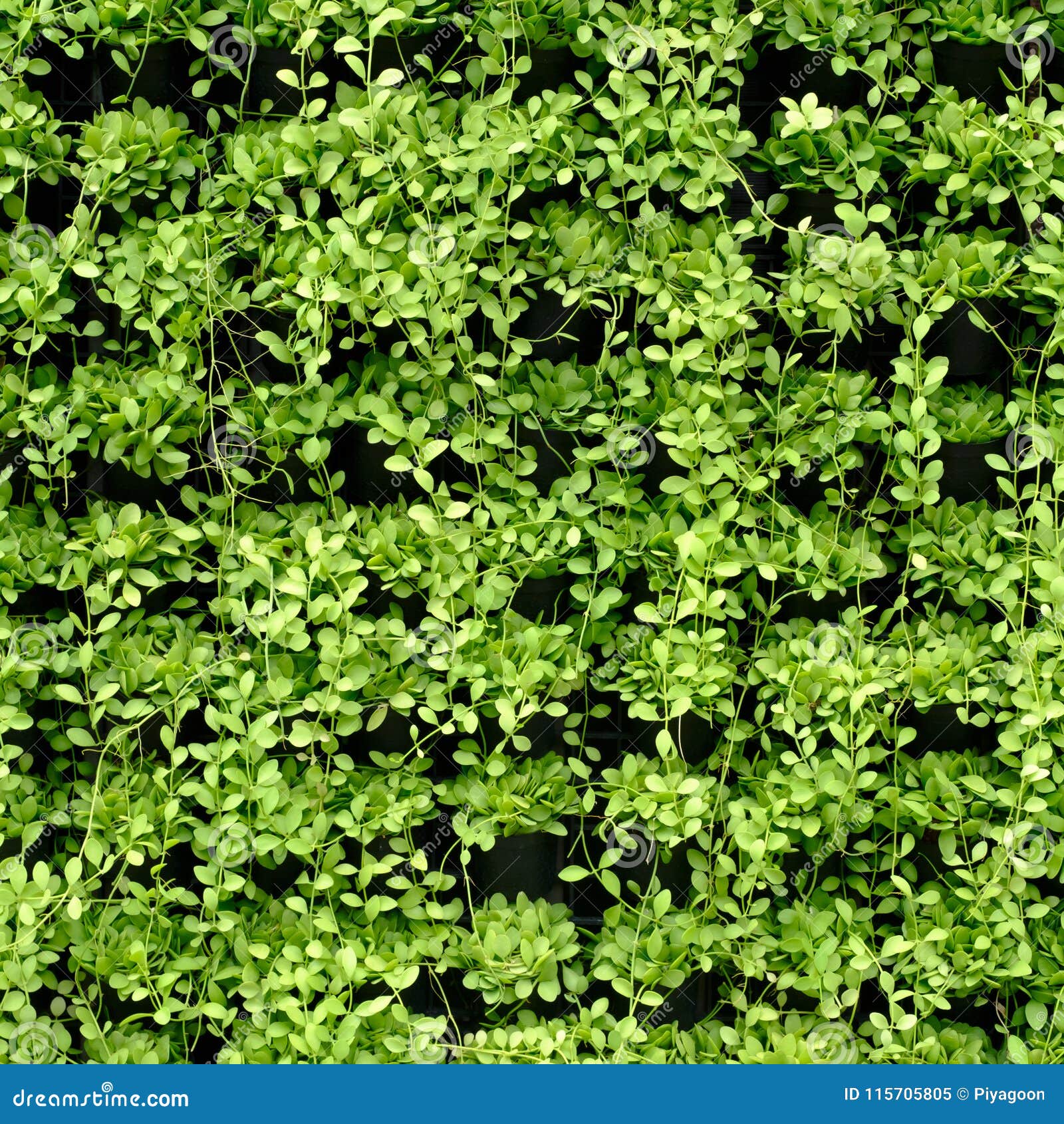Green Creeper background stock image. Image of green - 115705805