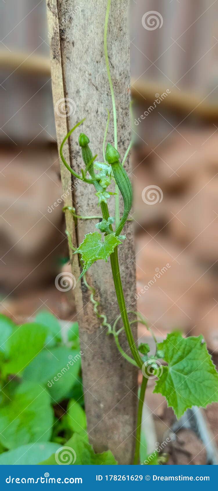 Creeper Growing in the Garden Stock Image - Image of curry, fields ...