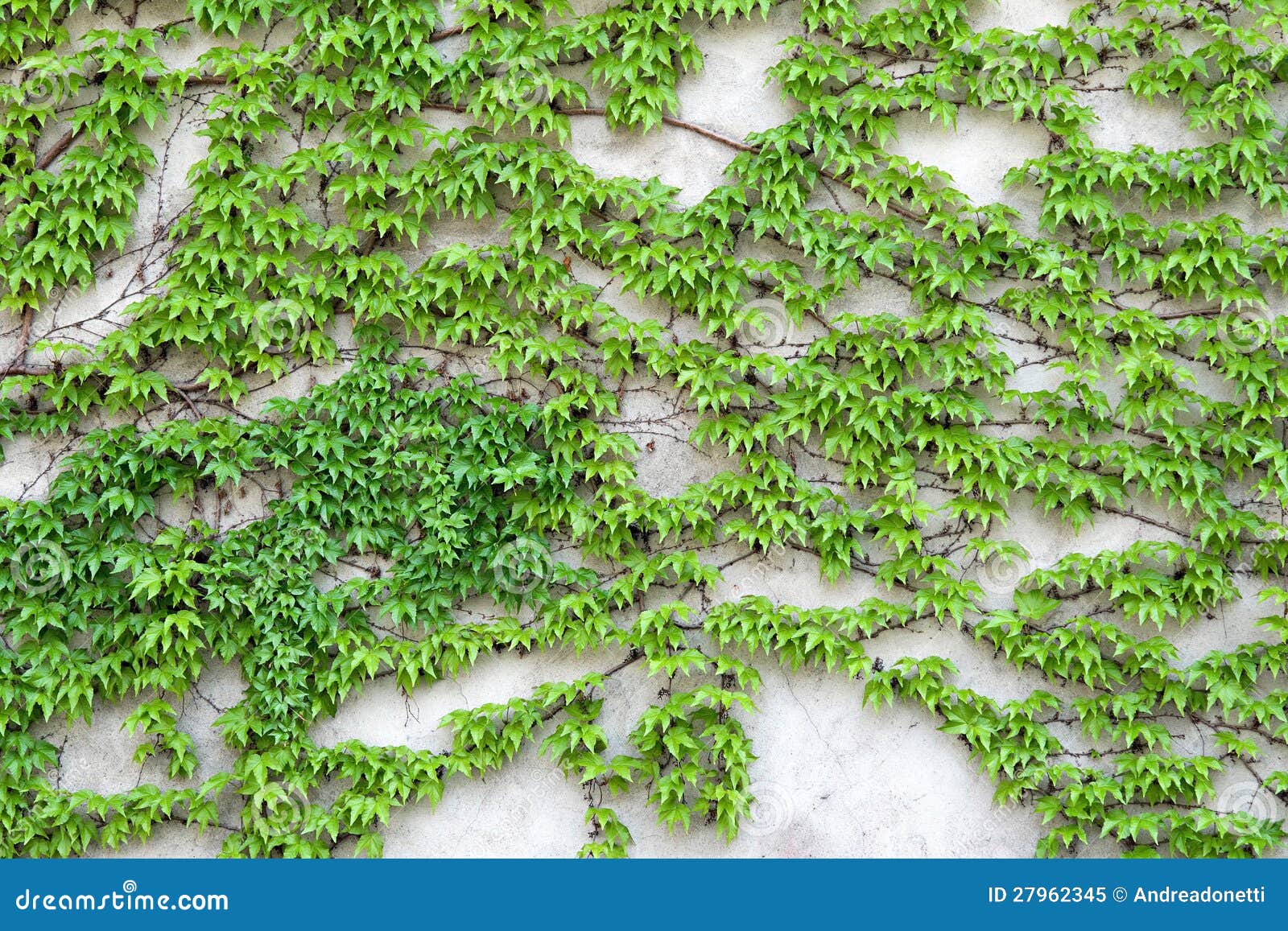 Crawling Plants For Walls