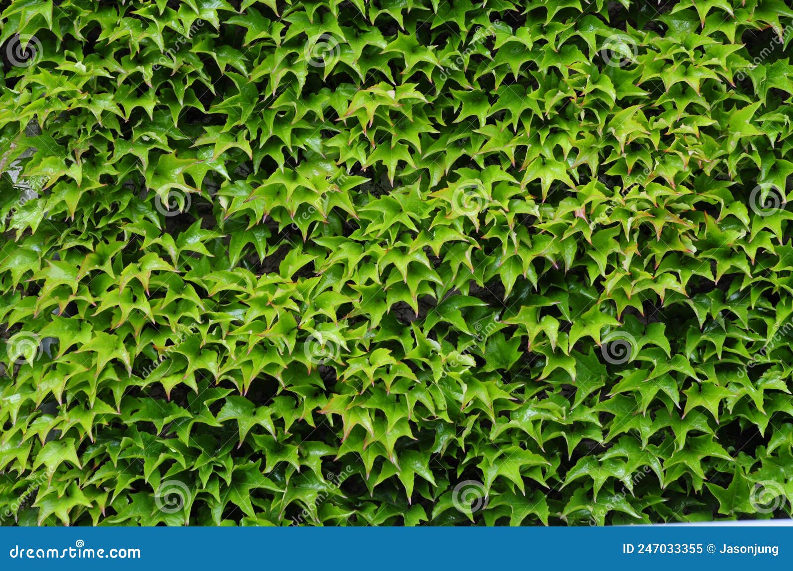 Green Creeper Leaf on the Wall Stock Image - Image of leaf, nature ...