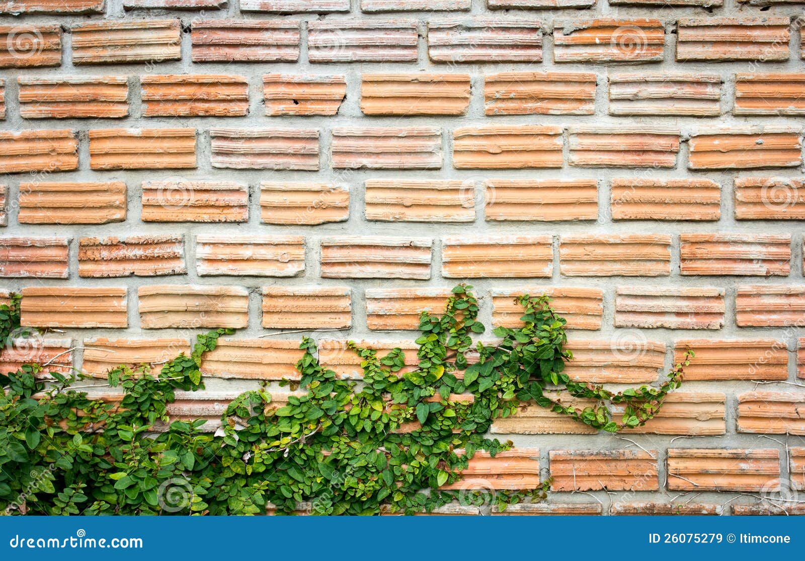 The Green Creeper Plant on a Brick Wall Stock Image - Image of ...