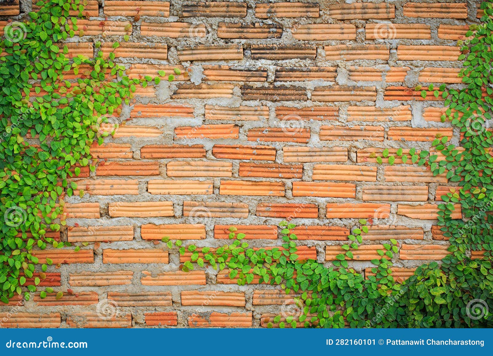 The Green Creeper Plant on Brick Wall Beautiful Background Stock Image ...