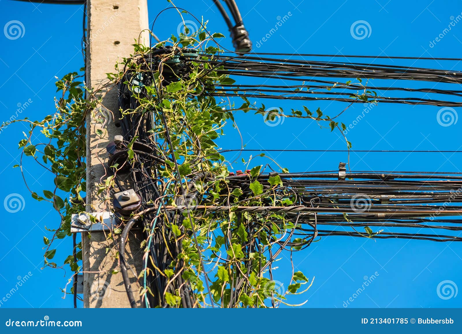 Green Creeper Plants Messy Communication Cable and Electric Power Line ...