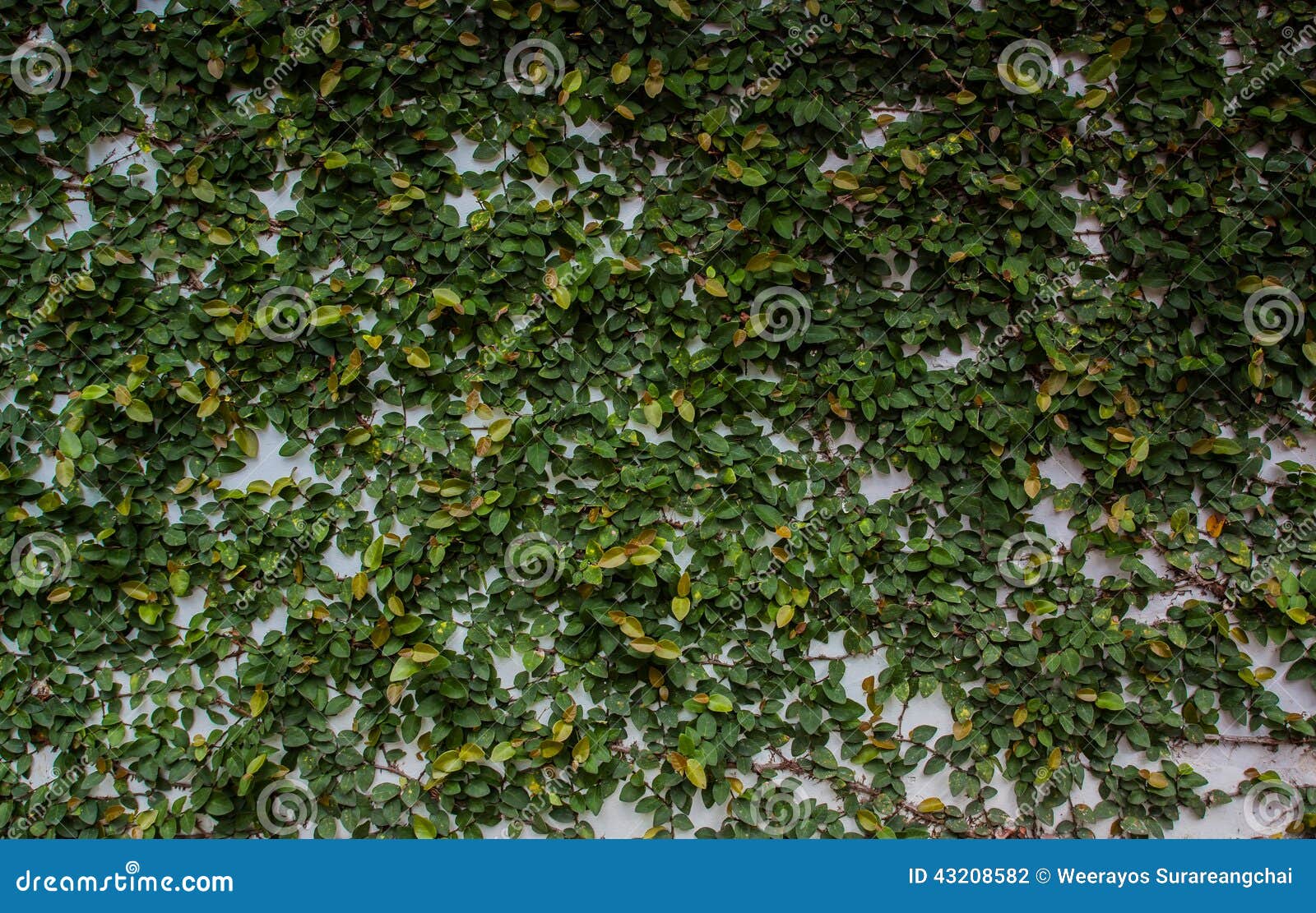 Green Creeper Tree on Wall. Stock Photo - Image of backdrop, frame ...