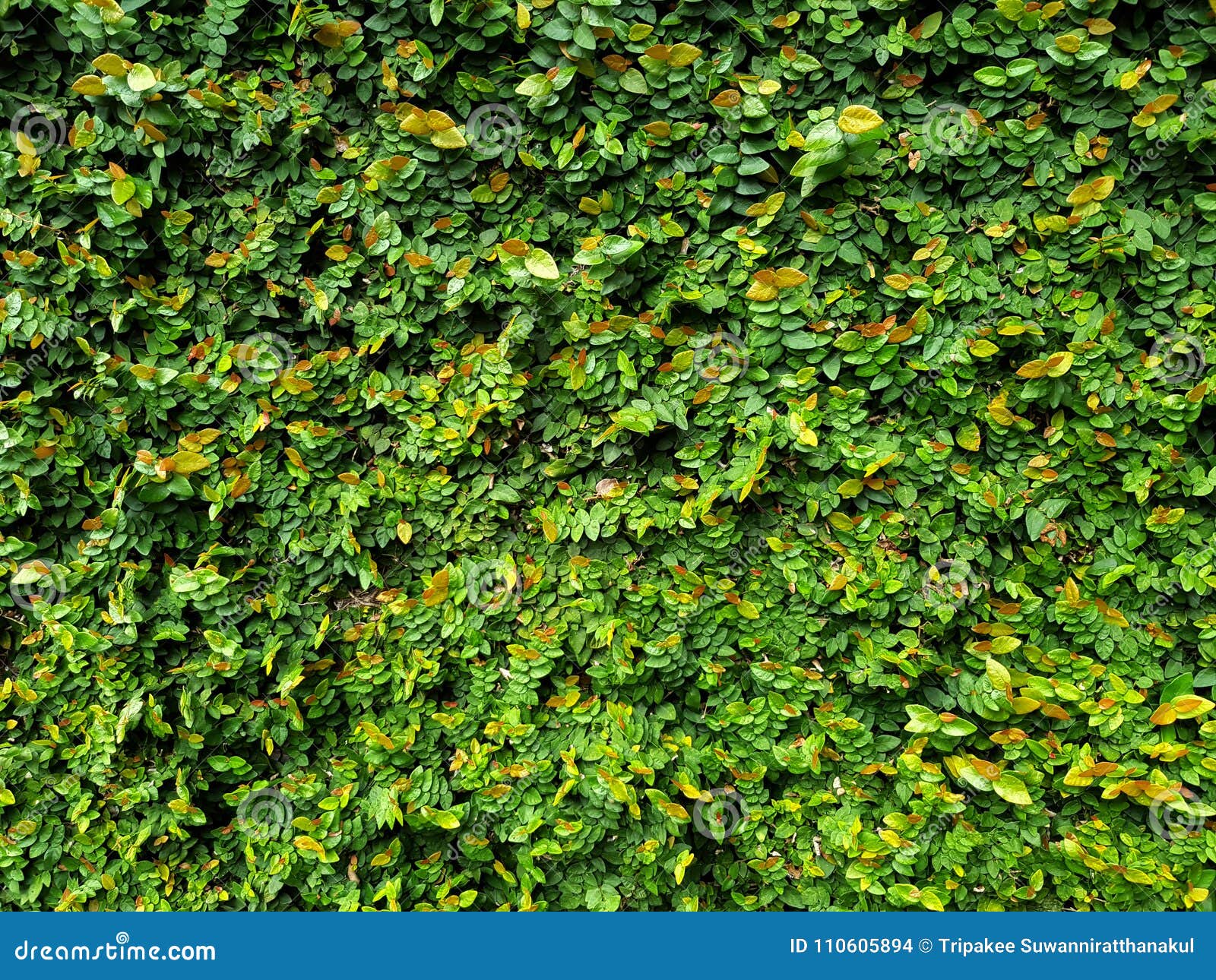 Green creeper wall stock photo. Image of foliage, greenery - 110605894