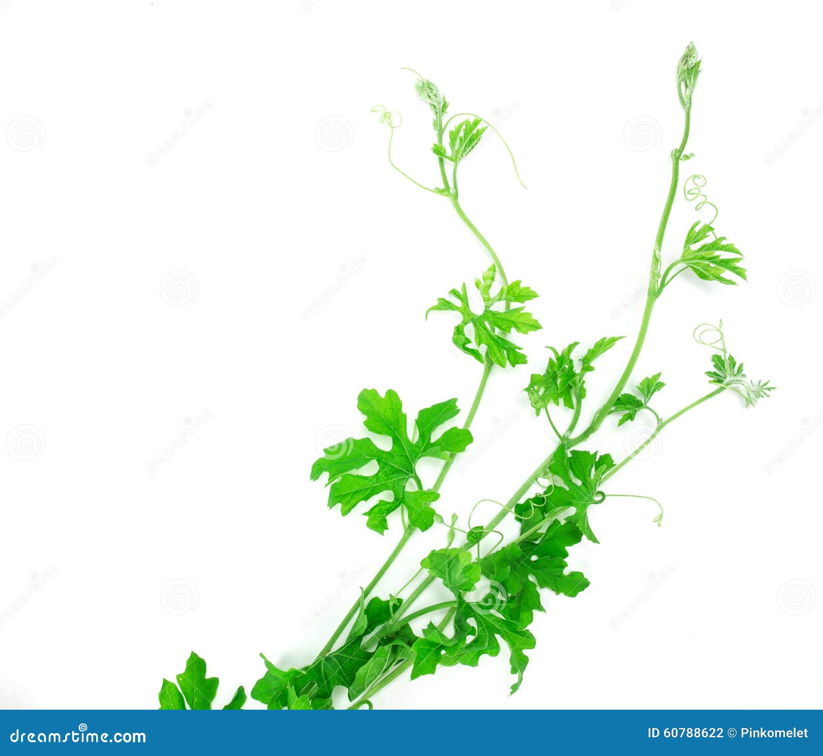 Creeping Plant Stock Image | CartoonDealer.com #88985149