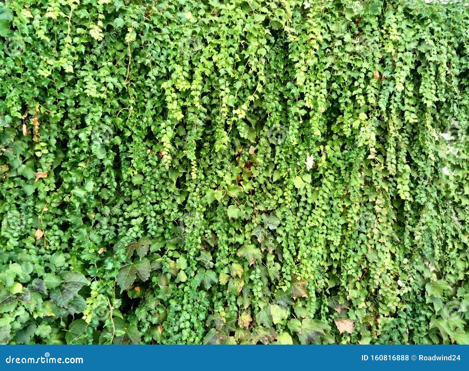 Creeping Vine Pod Stock Image | CartoonDealer.com #48541369