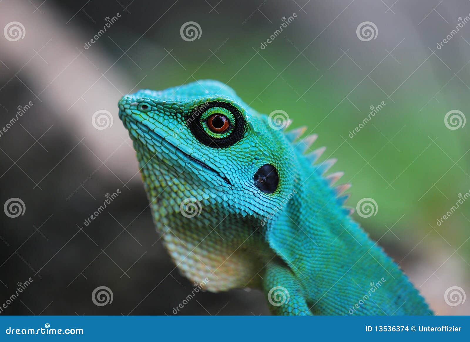 Green Crested Lizard stock photo. Image of jungle, plants - 13536374