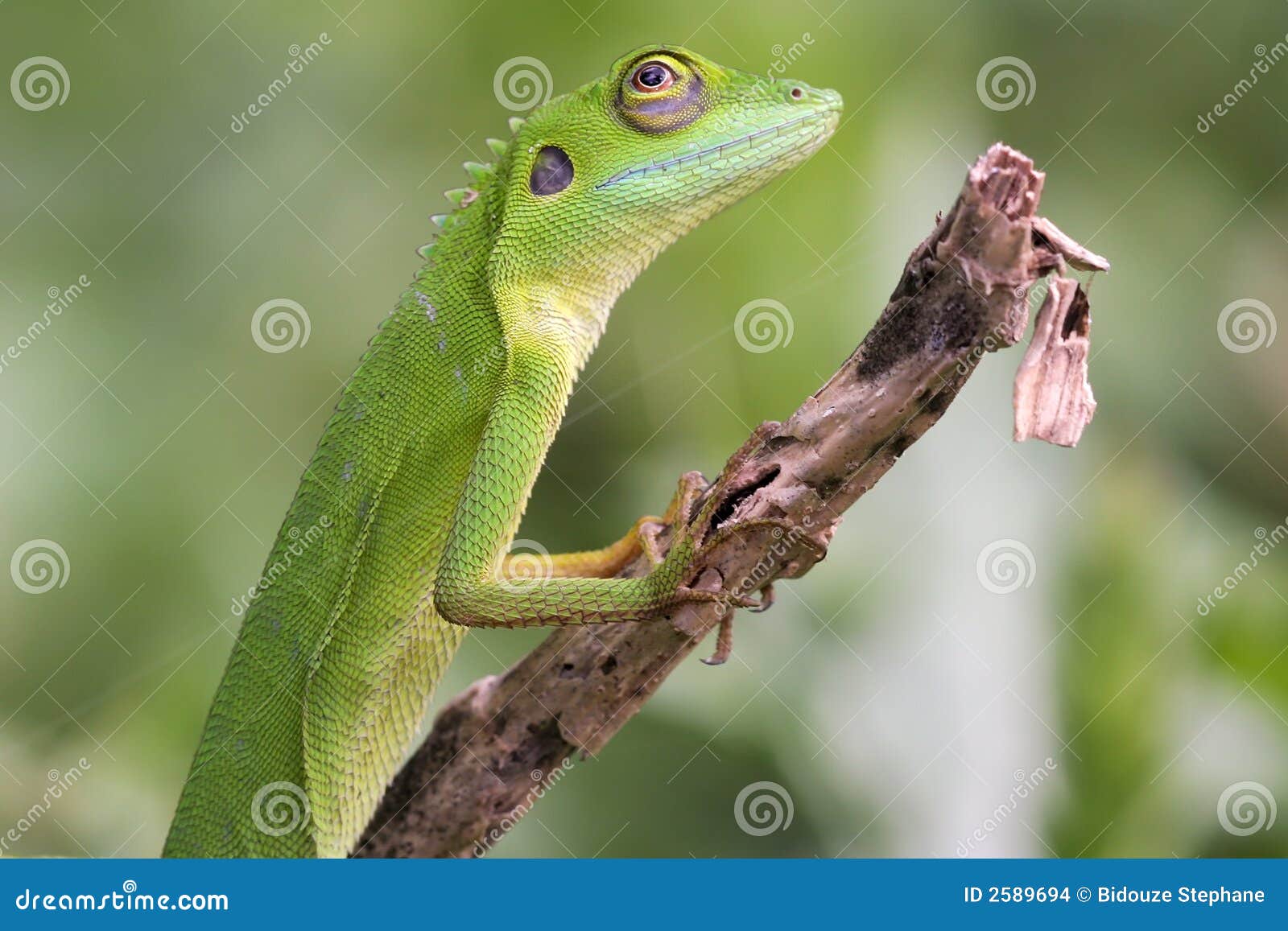 Green crested Lizard stock photo. Image of predator, malaysia - 2589694