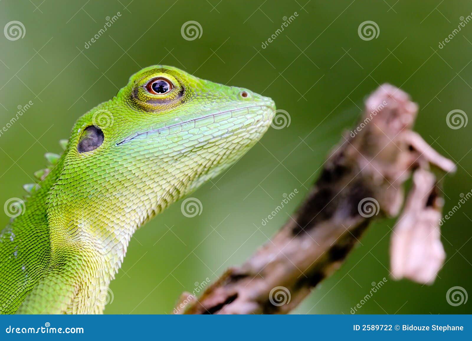 Green crested Lizard stock photo. Image of beautiful, jungle - 2589722