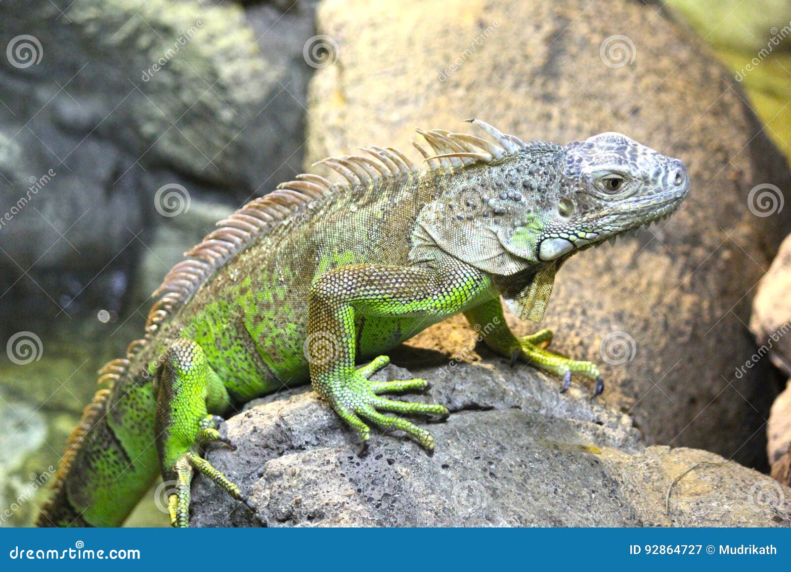 Green Crested Lizard, Black Face Lizard, Tree Lizard,Boulenger Long ...