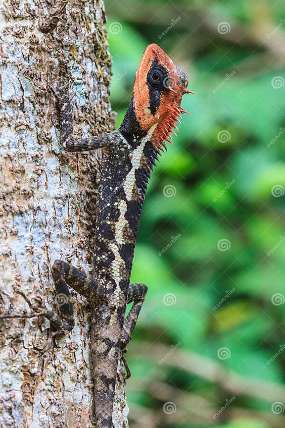 Green crested lizard stock photo. Image of wild, rock - 54129998