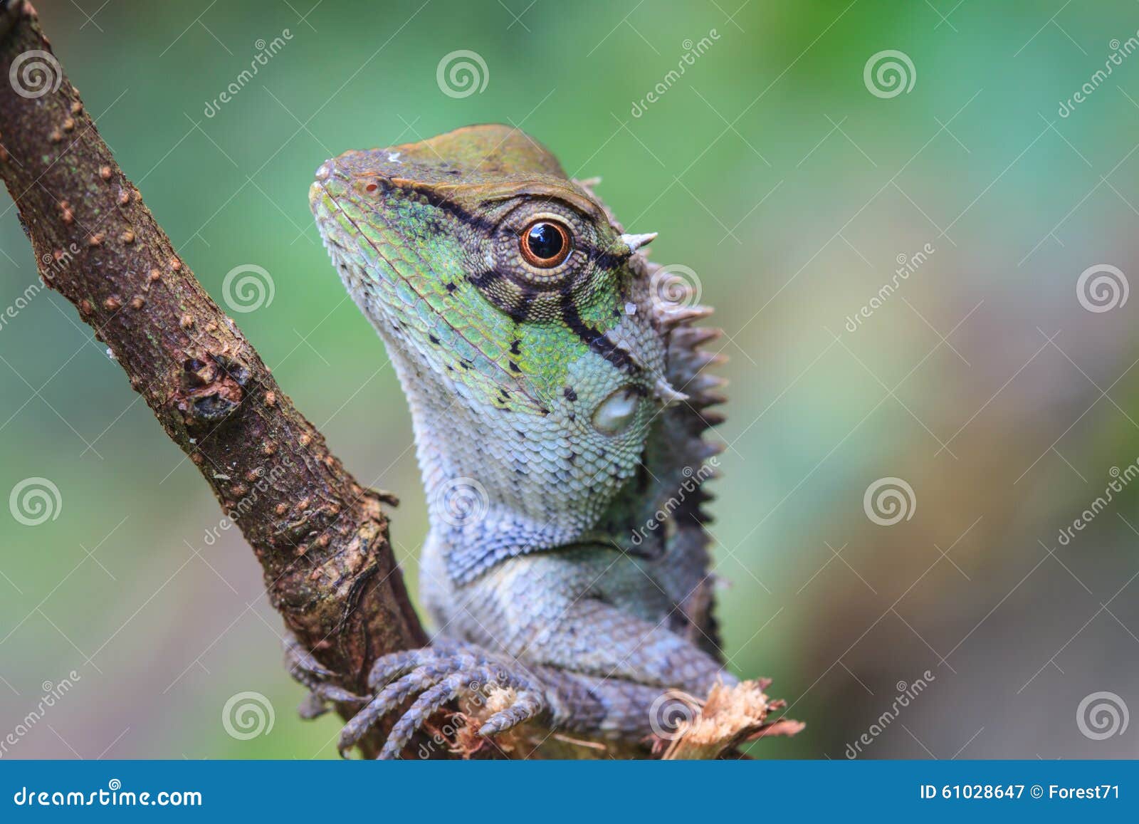 Green crested lizard stock image. Image of outdoors, natural - 61028647