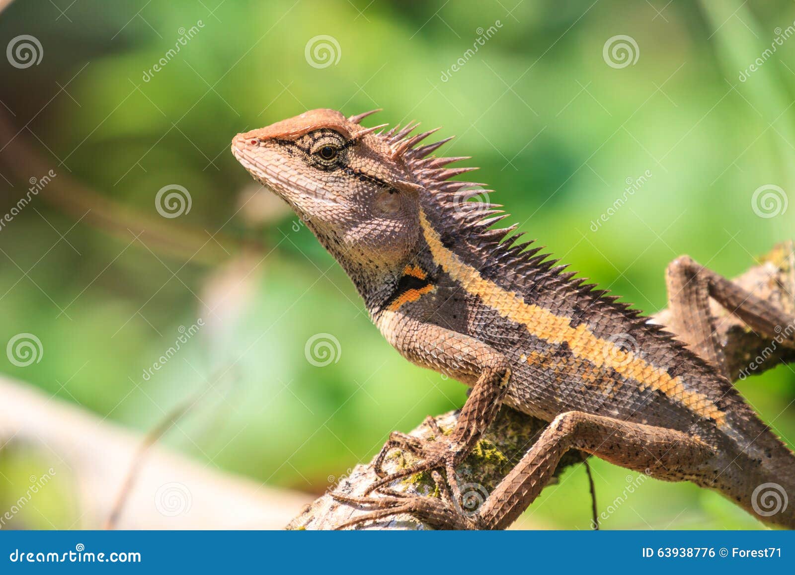 Green crested lizard stock photo. Image of vertebrate - 63938776