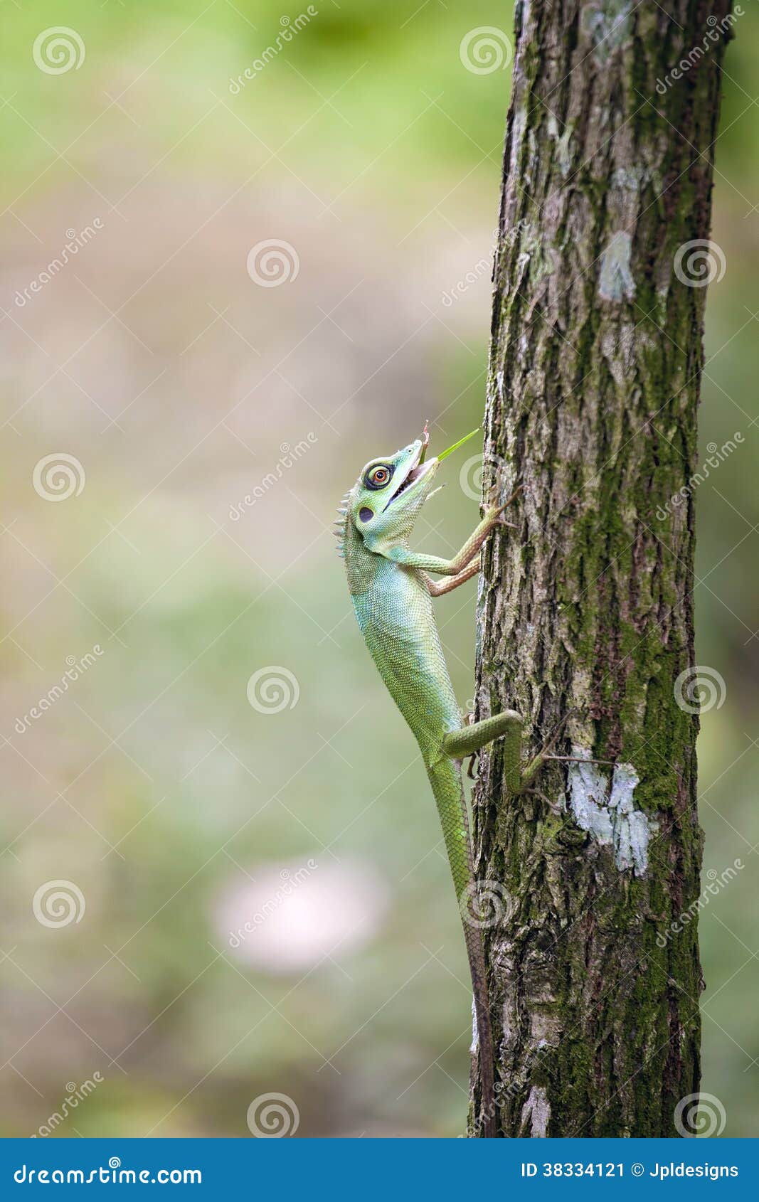 Green Crested Lizard stock image. Image of wild, feeding - 38334121