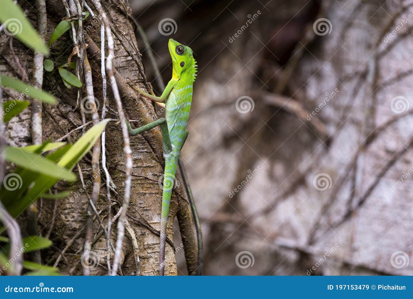 Green Crested Lizard stock image. Image of bronchocela - 197153479