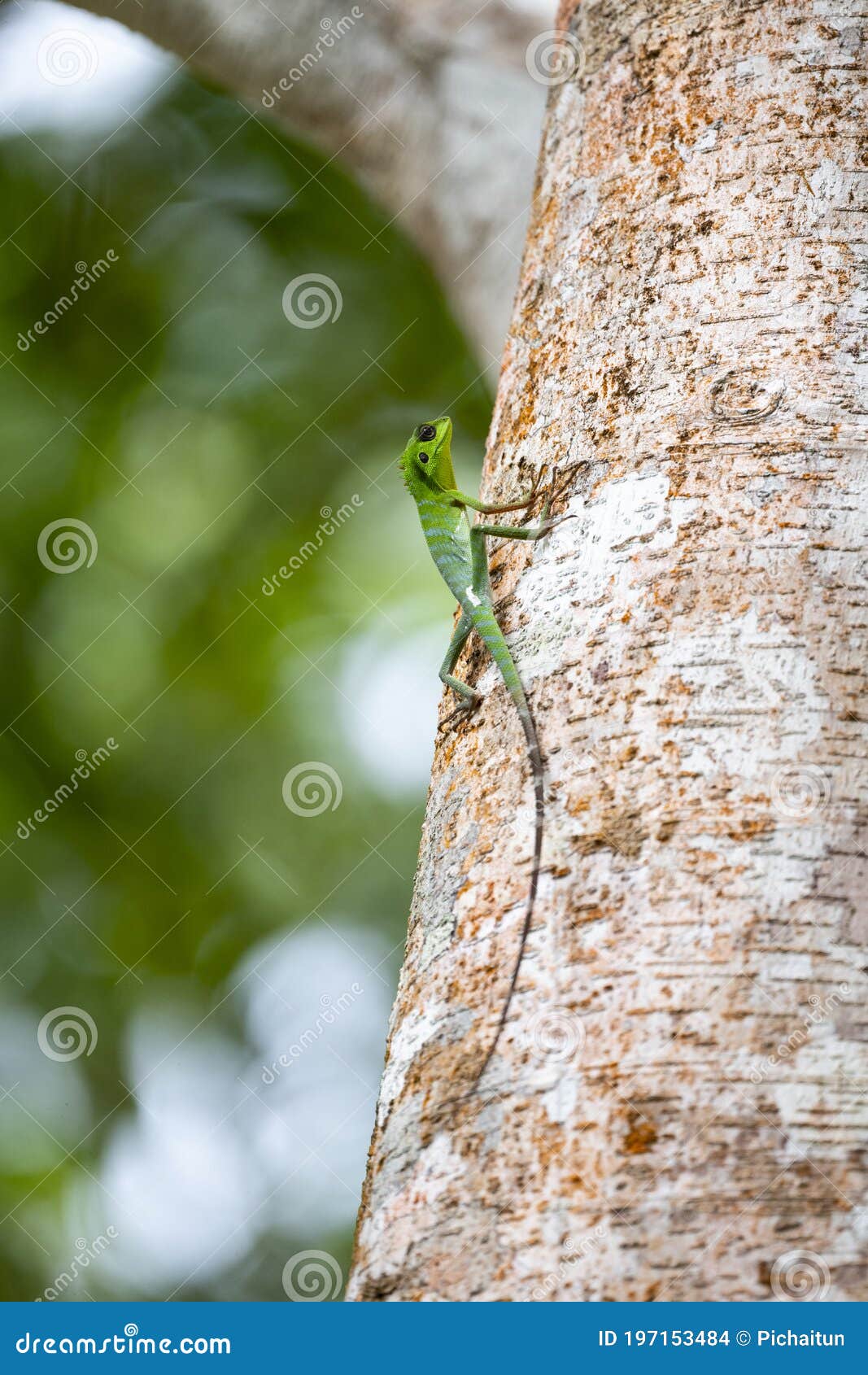 Green Crested Lizard stock photo. Image of dark, wildlife - 197153484