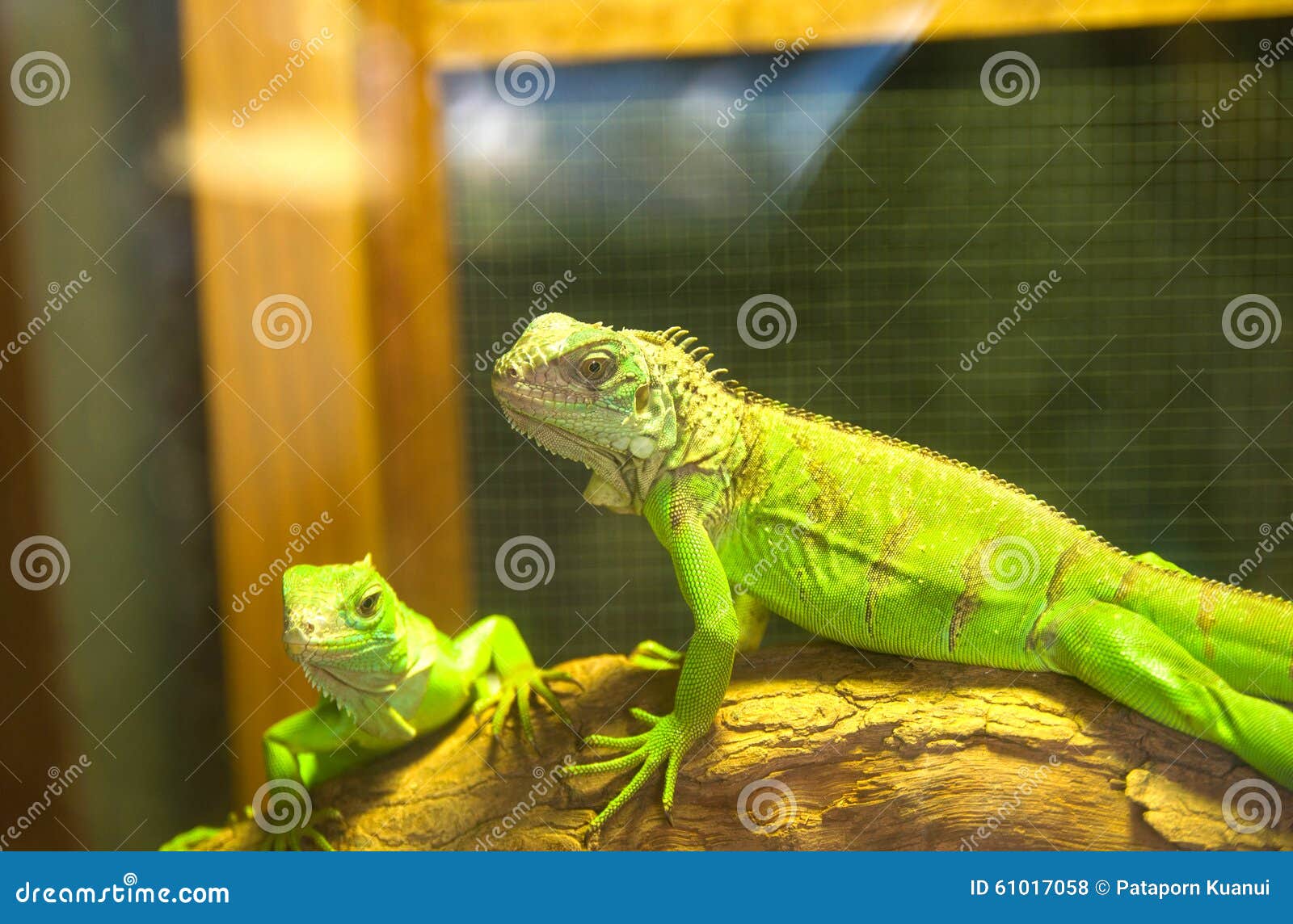 Green crested lizard stock photo. Image of crested, cage - 61017058