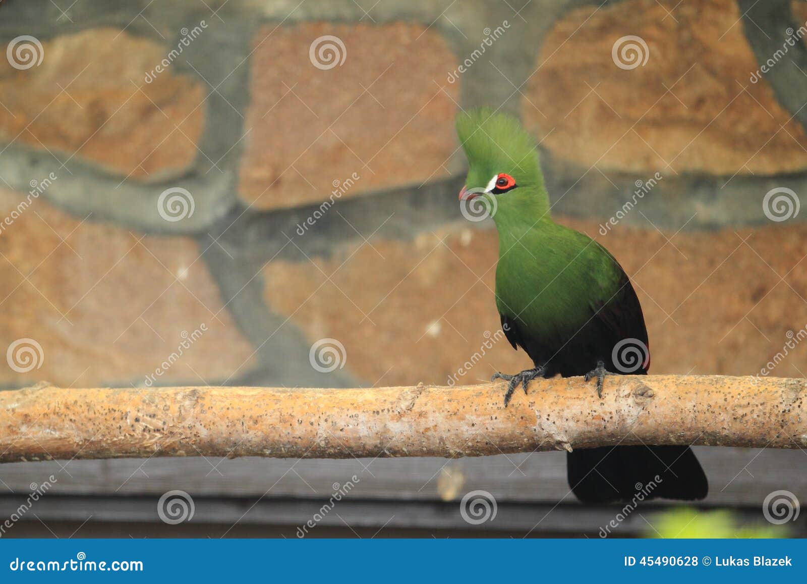Green crested turaco stock photo. Image of bird, tauraco - 45490628
