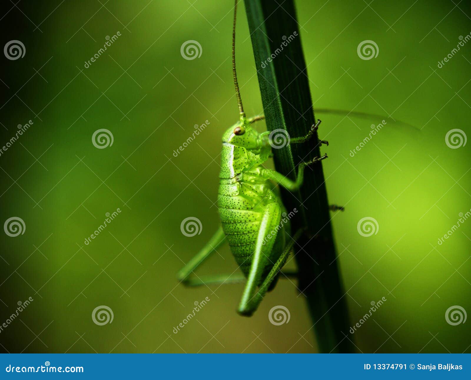 Green cricket stock image. Image of agriculture, delicate - 13374791