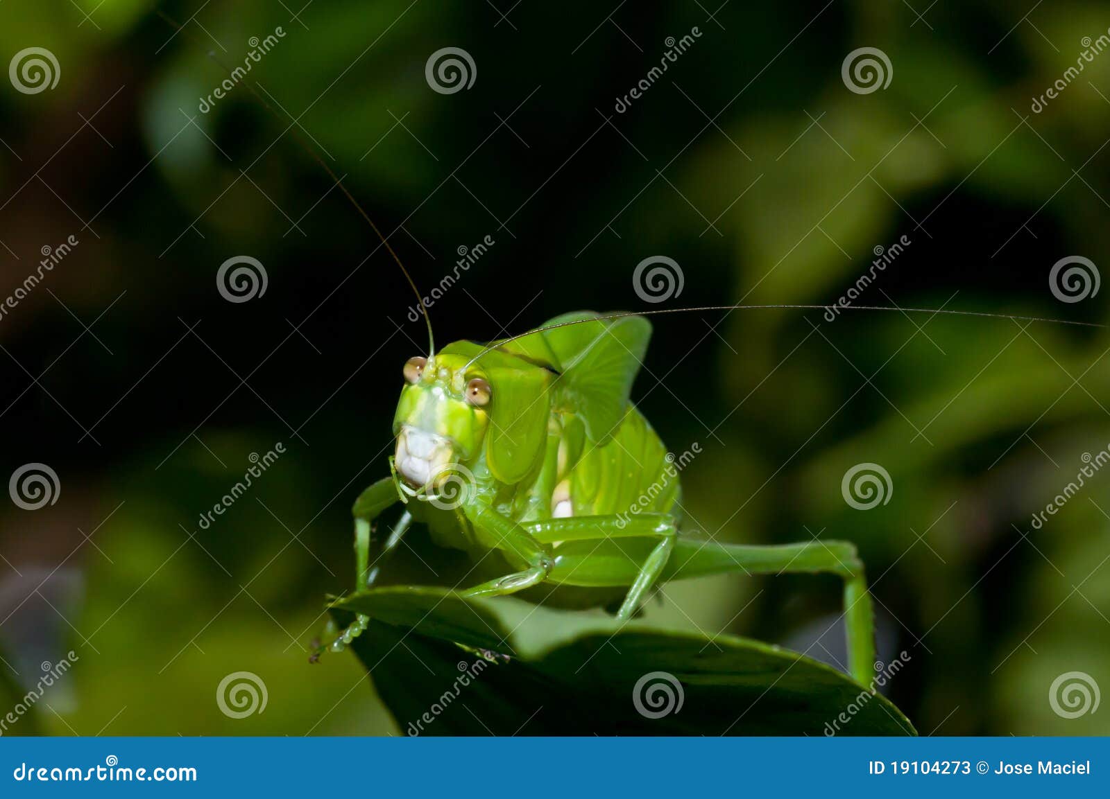 Green Cricket stock image. Image of inseto, nature, zemaciel - 19104273