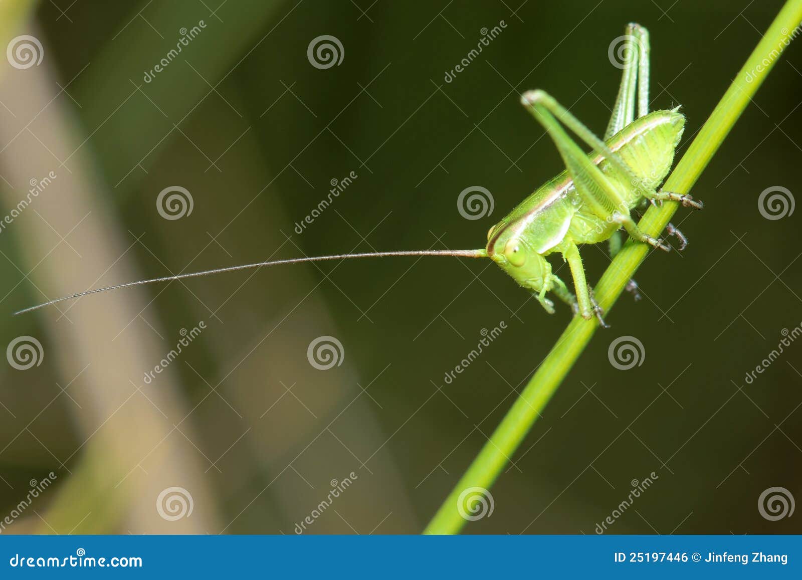 Green cricket stock photo. Image of closeup, close, wild - 25197446