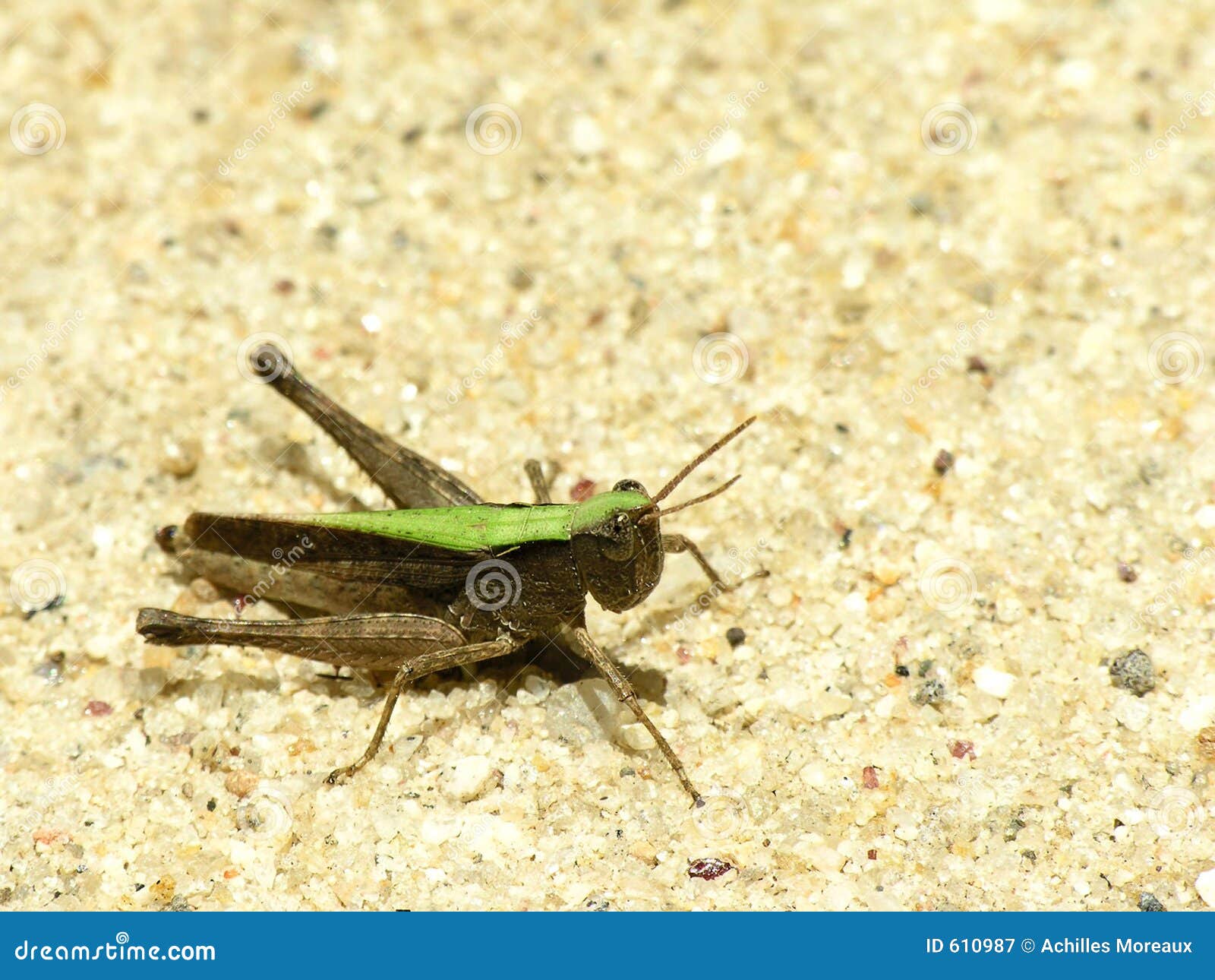 Green cricket stock image. Image of pest, creature, wild - 610987