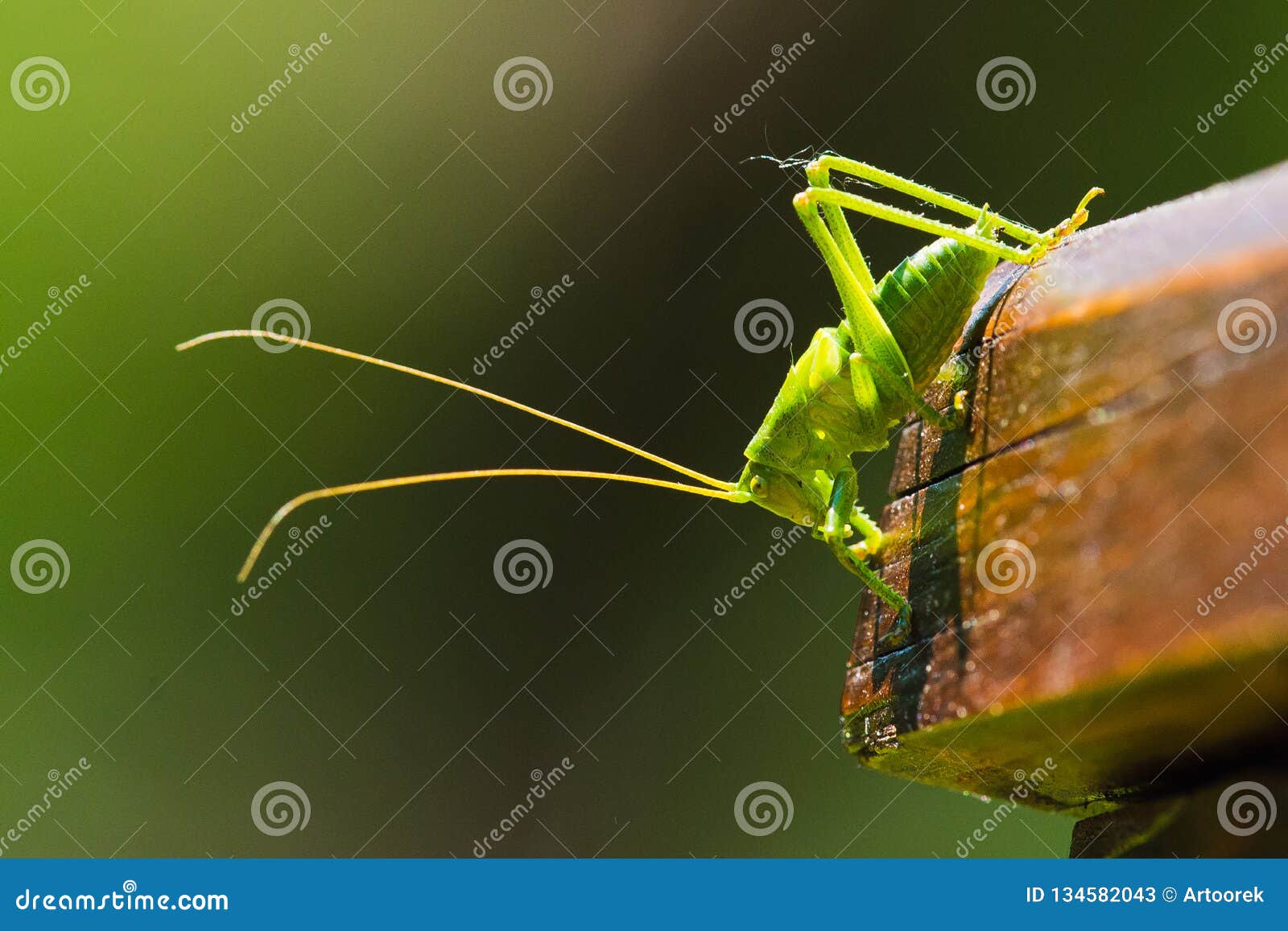 Green cricket. stock image. Image of grasshopper, antenna - 134582043