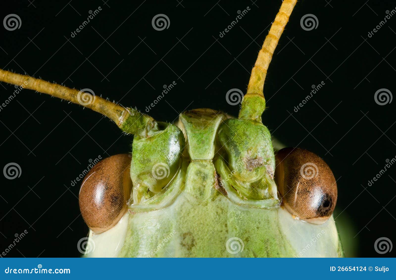 Green Cricket Head stock photo. Image of compound, arthropod - 26654124