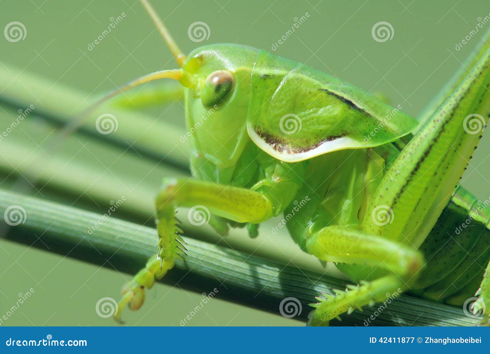 Green cricket stock image. Image of feeler, wildlife - 42411877