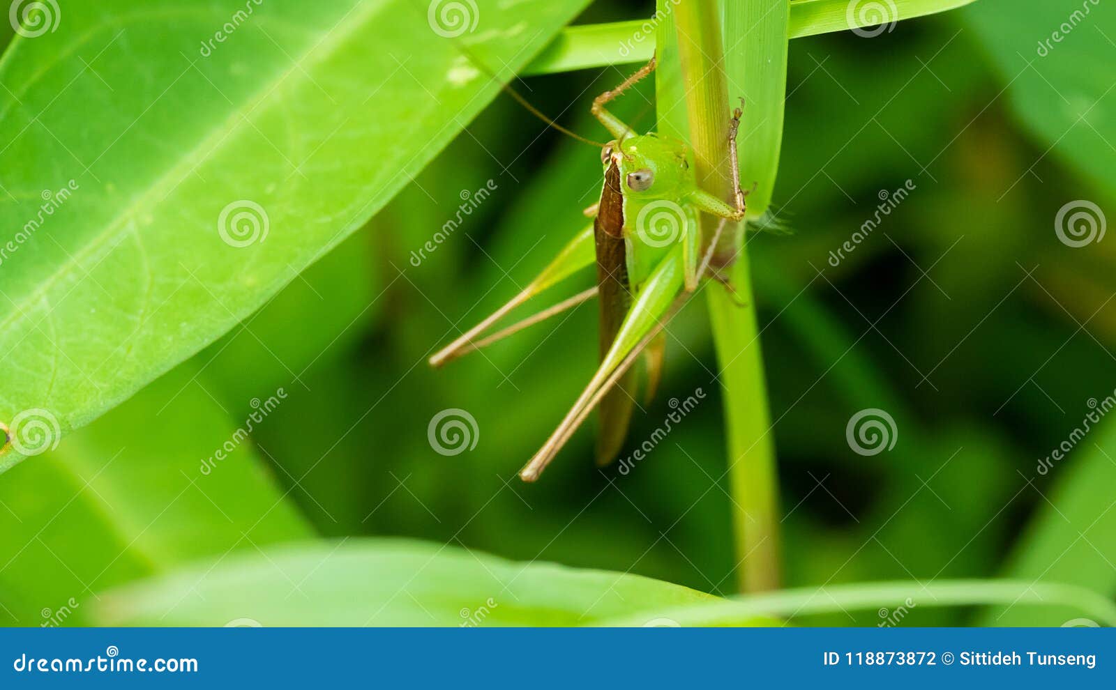 Cricket Insect . stock photo. Image of creature, biology - 118873872