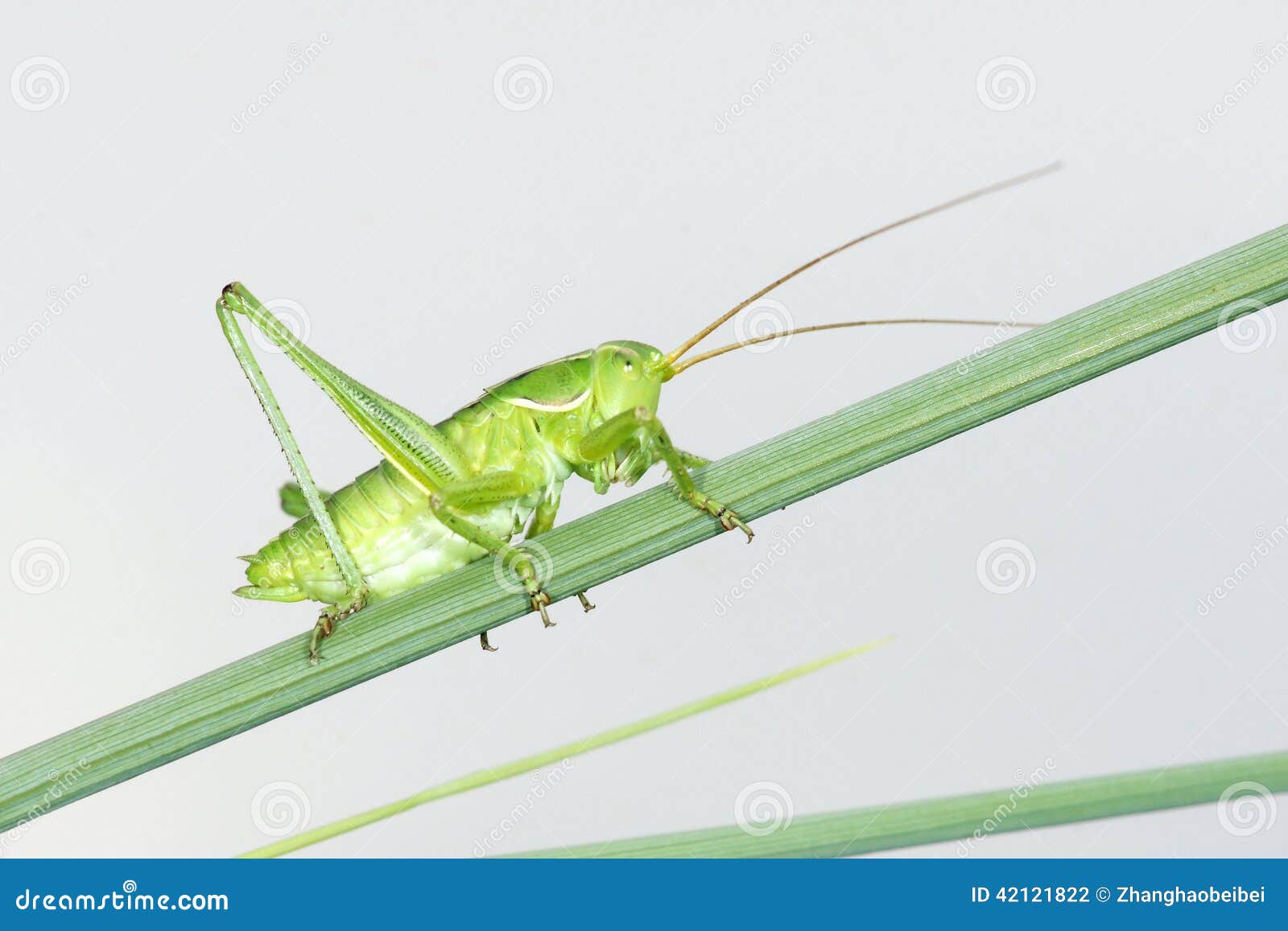 Green cricket stock photo. Image of cricket, tardigrade - 42121822