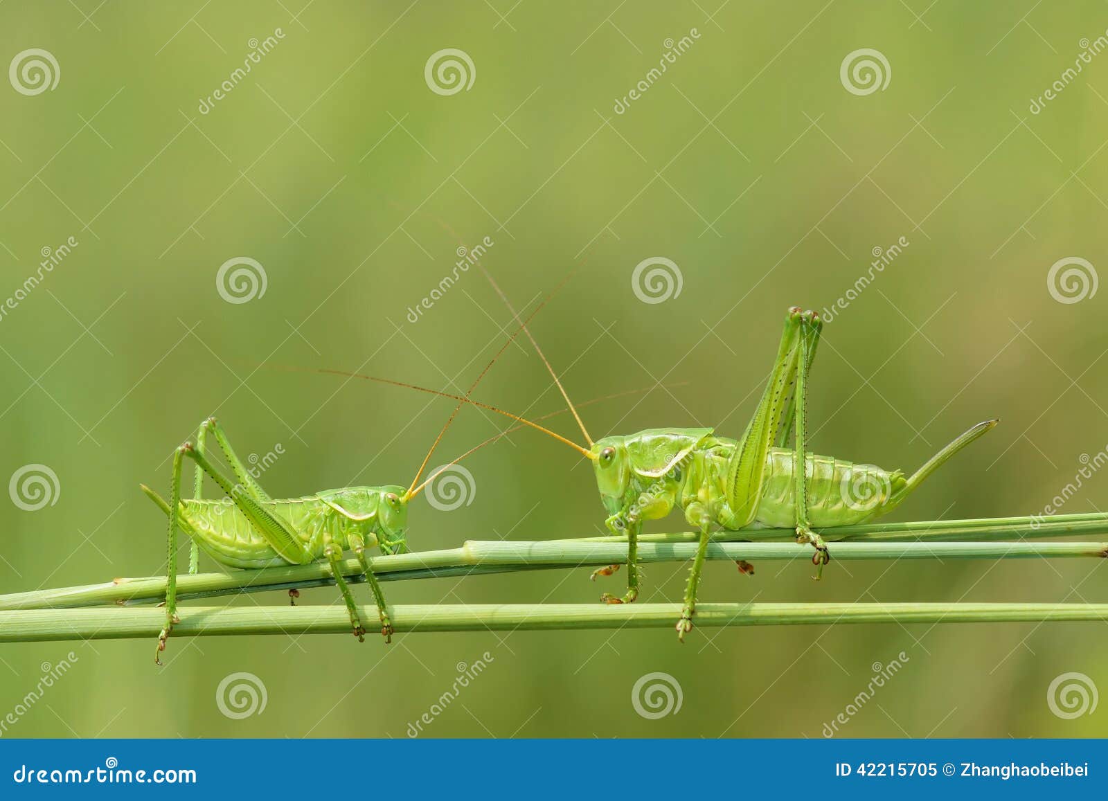 Green cricket stock image. Image of locust, wildlife - 42215705